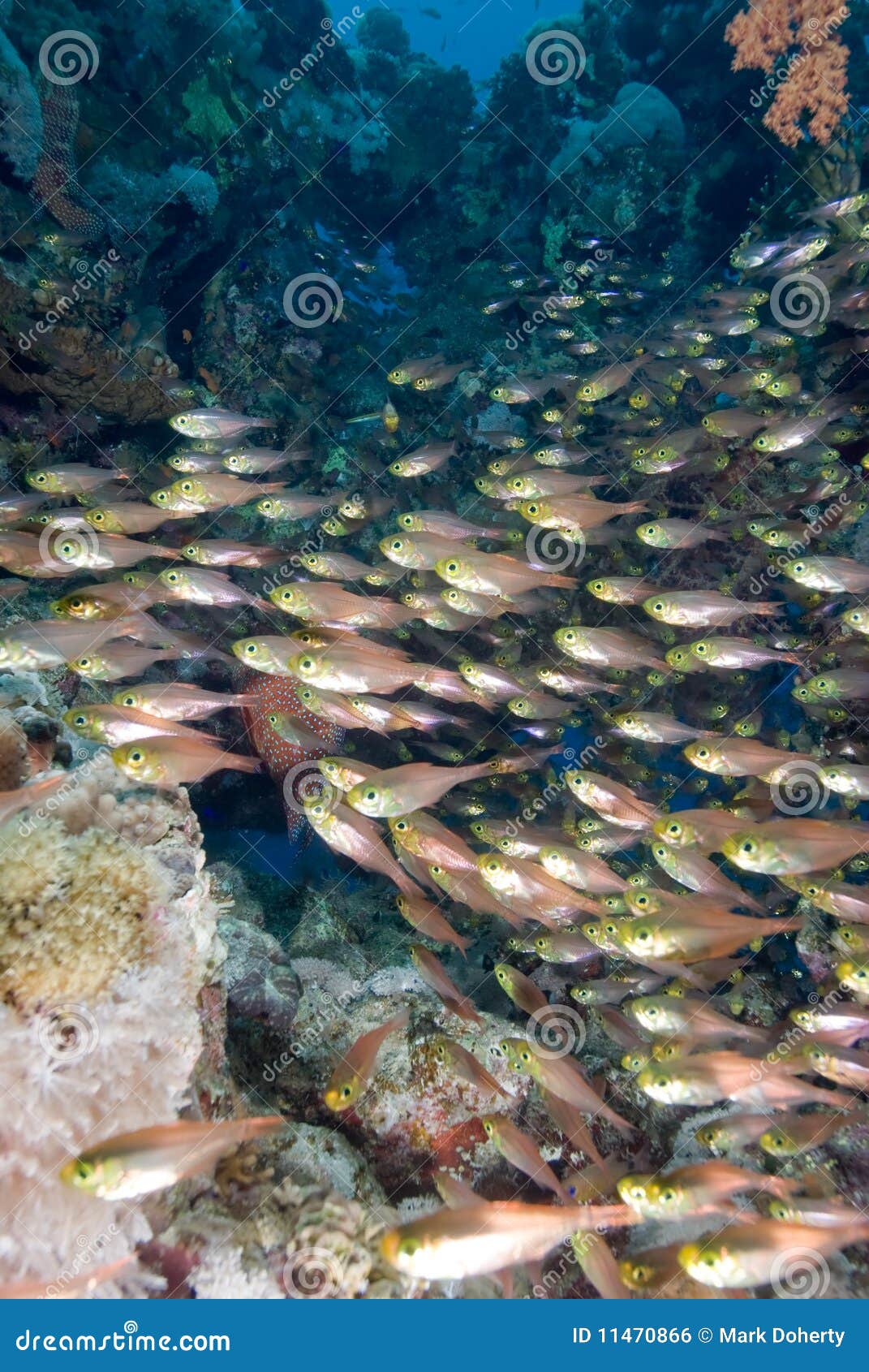 Glass fish/Golden sweeper stock photo. Image of vertical - 11470866