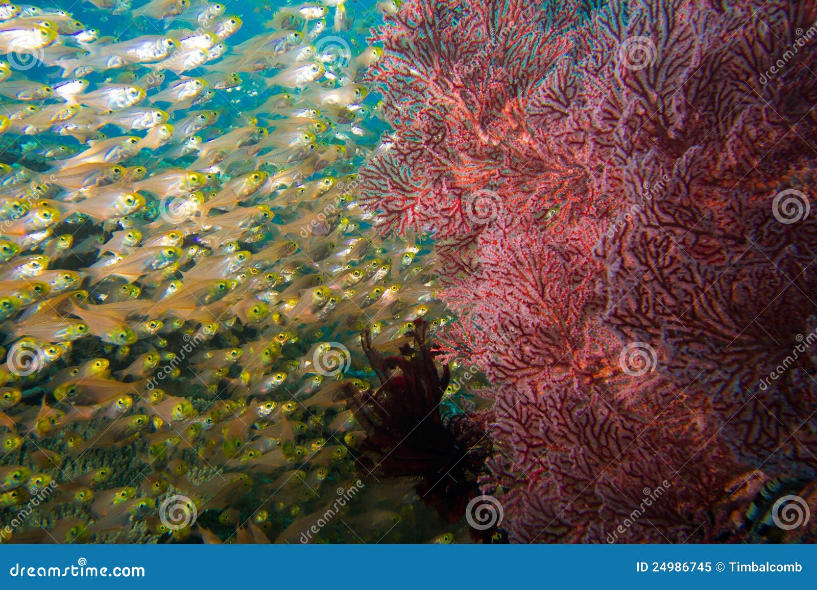 Glass fish and sea fan. stock image. Image of dish, ocean - 24986745