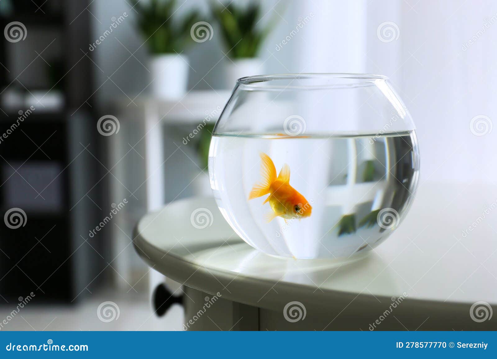 Glass fishbowl on table stock photo. Image of decorative - 278577770