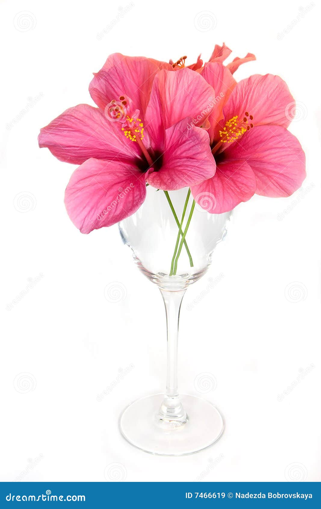 Glass with flower stock image. Image of attractive, flowers - 7466619
