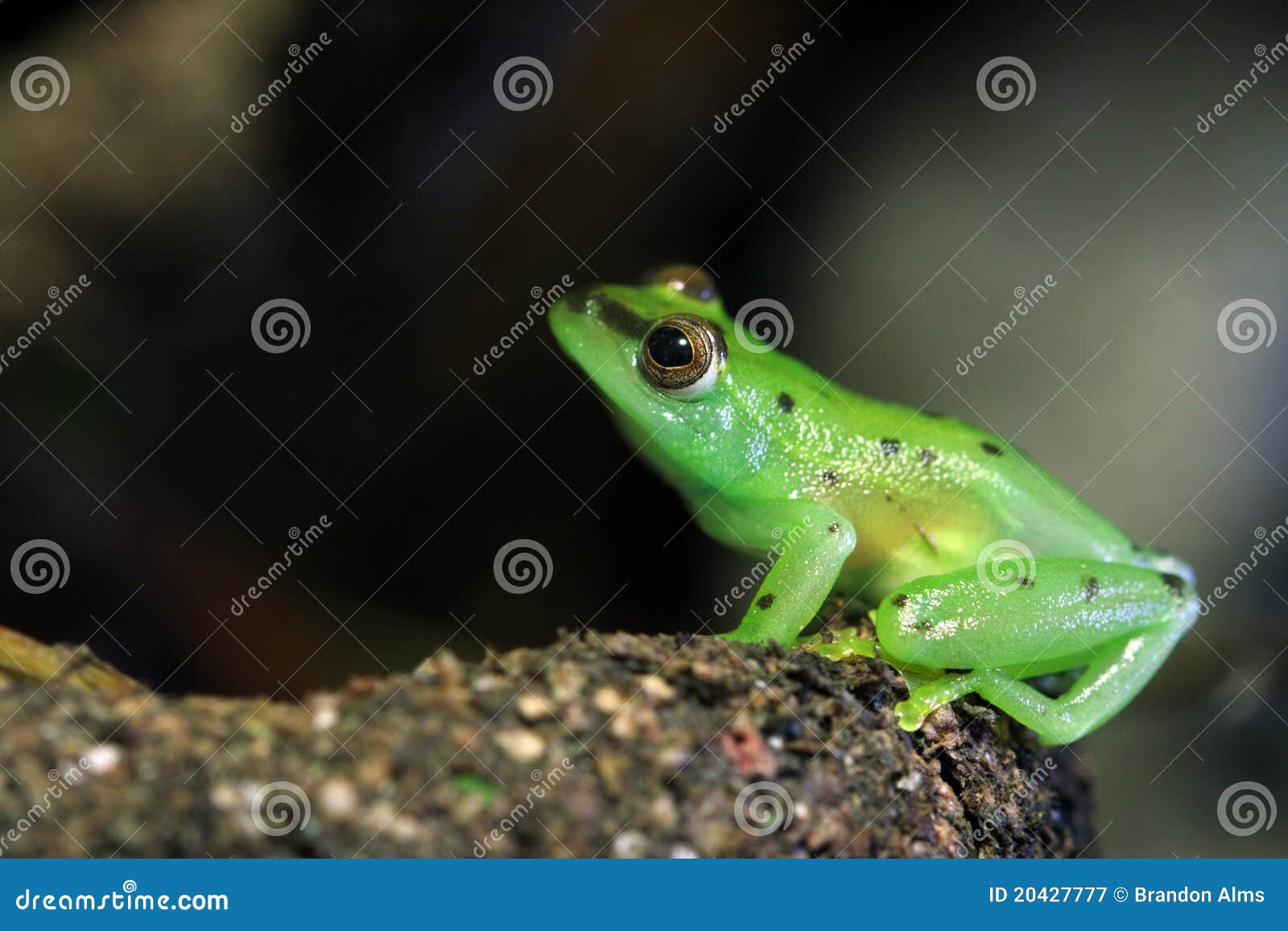 Glass frog stock image. Image of central, rainforest - 20427777