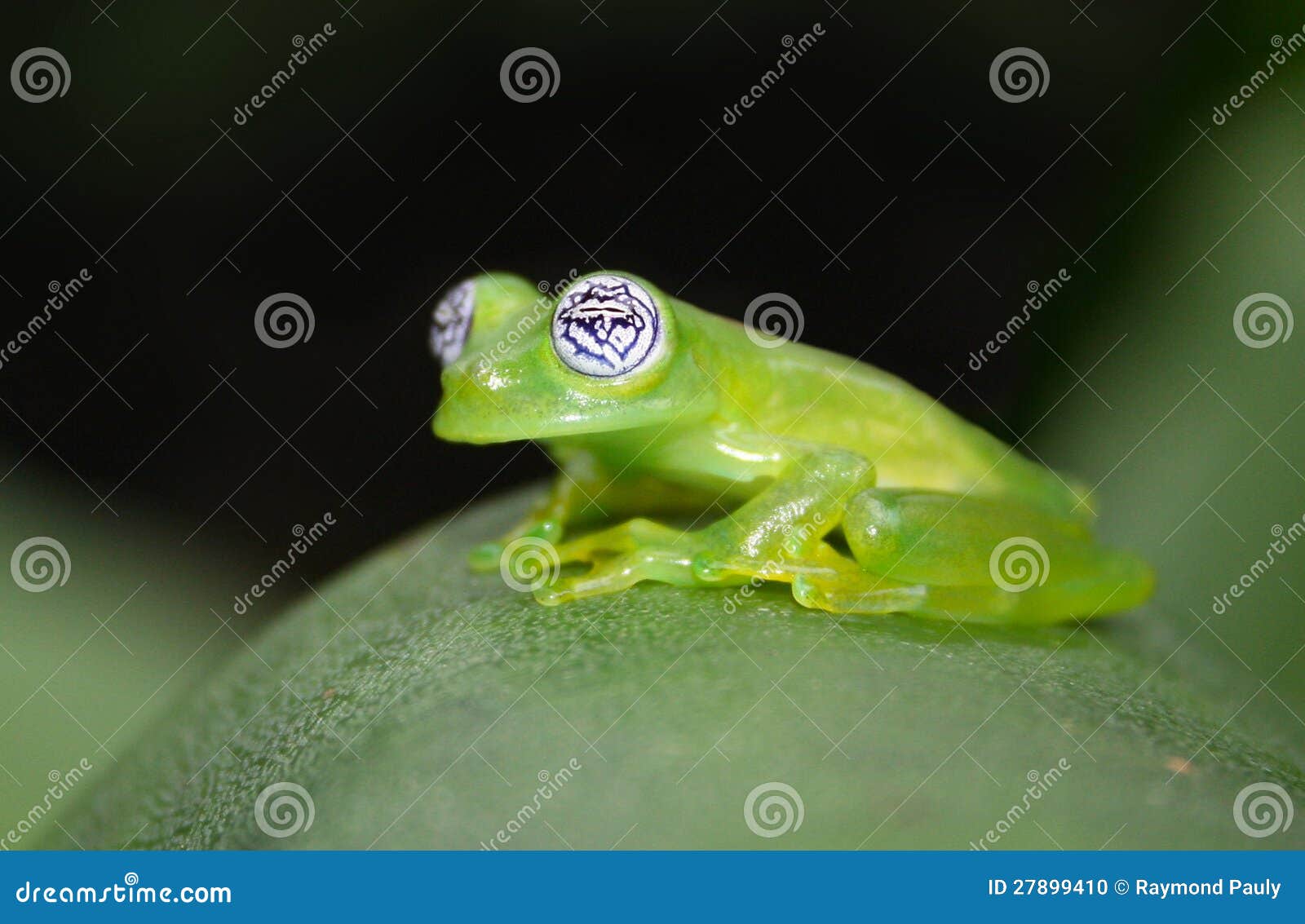 Glass Frog stock photo. Image of translucent, tree, transparent - 27899410