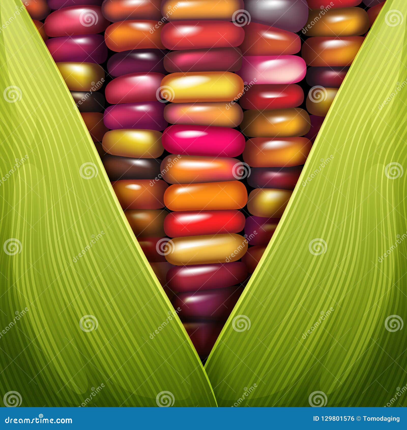 Corn Seed Structure Monocot Cartoon Vector | CartoonDealer.com #140825781