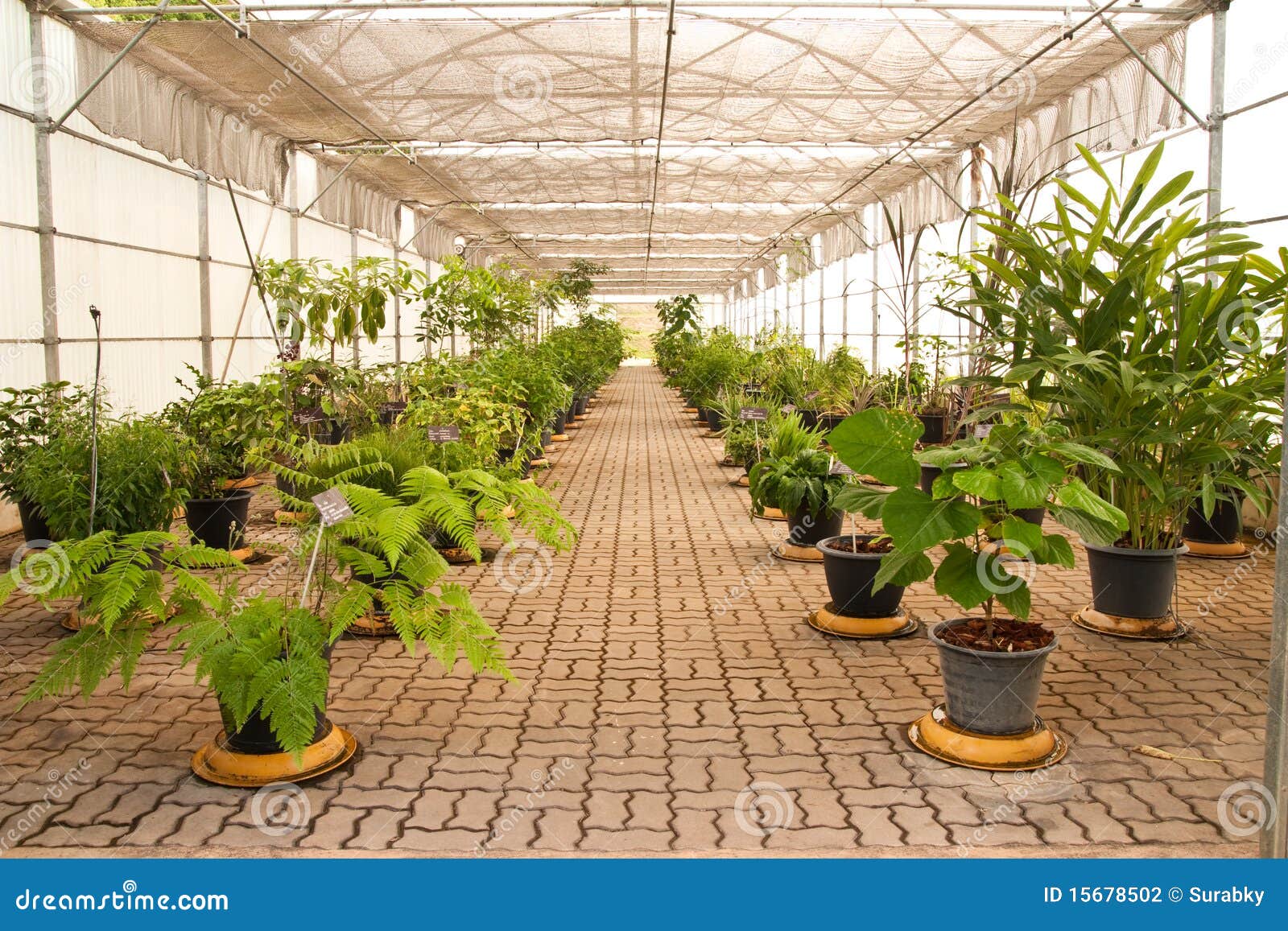 Glass house planting stock photo. Image of horticulture - 15678502