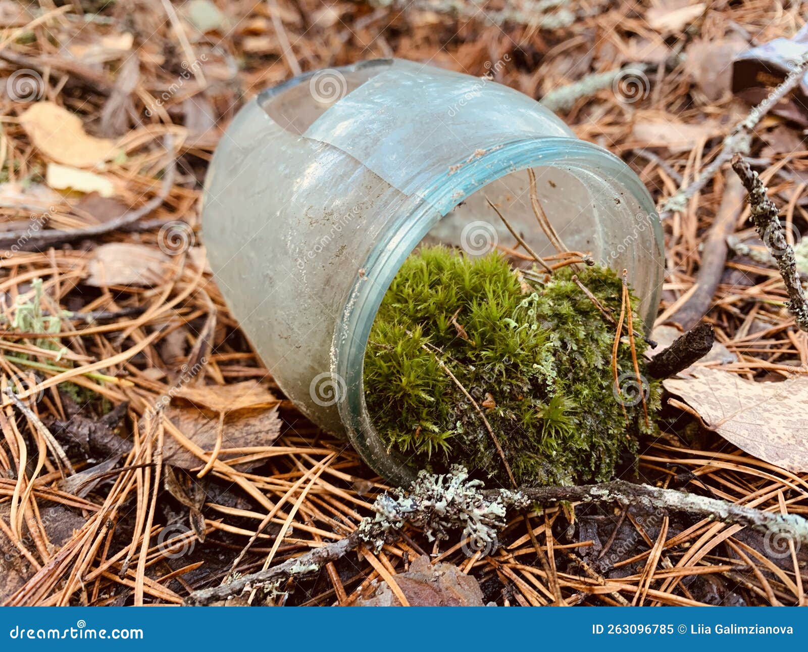Glass jar in a forest stock image. Image of dump, forest - 263096785