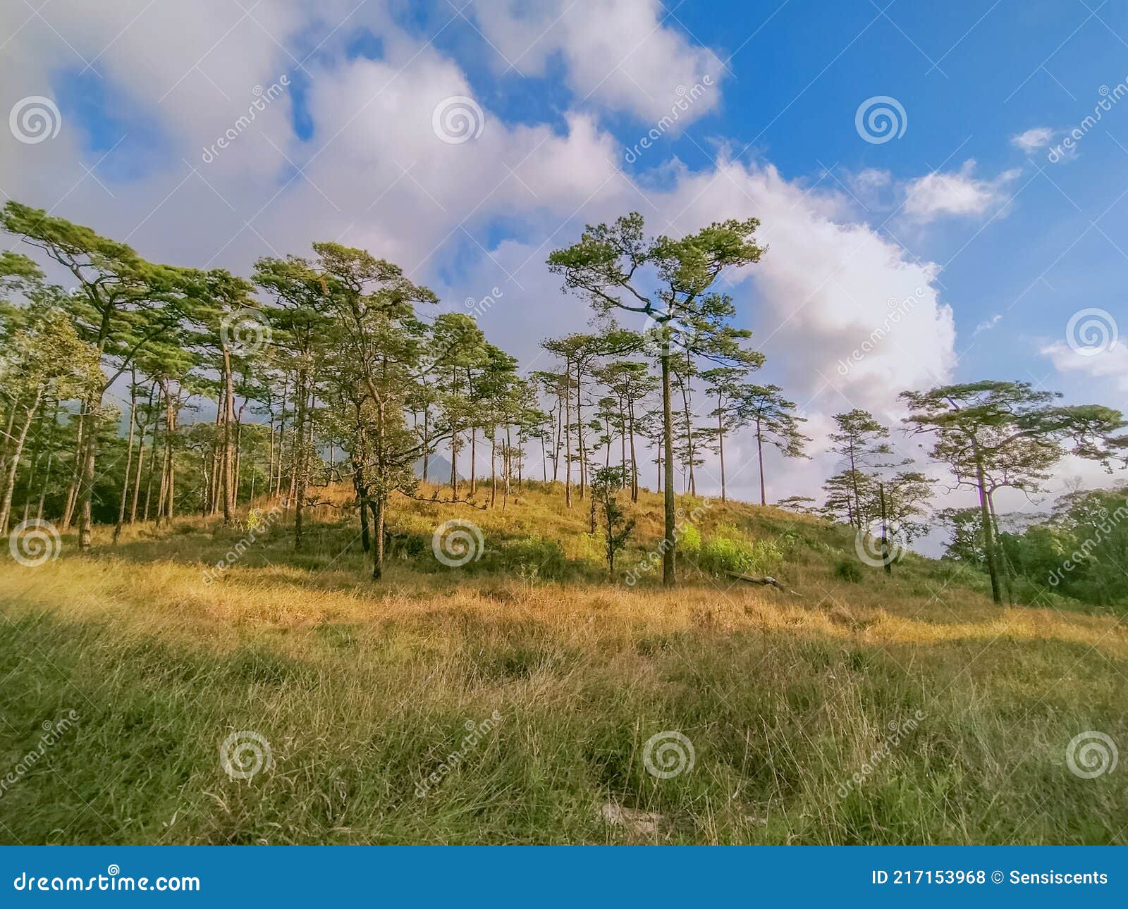 Land and tree stock photo. Image of landscape, pasture - 217153968