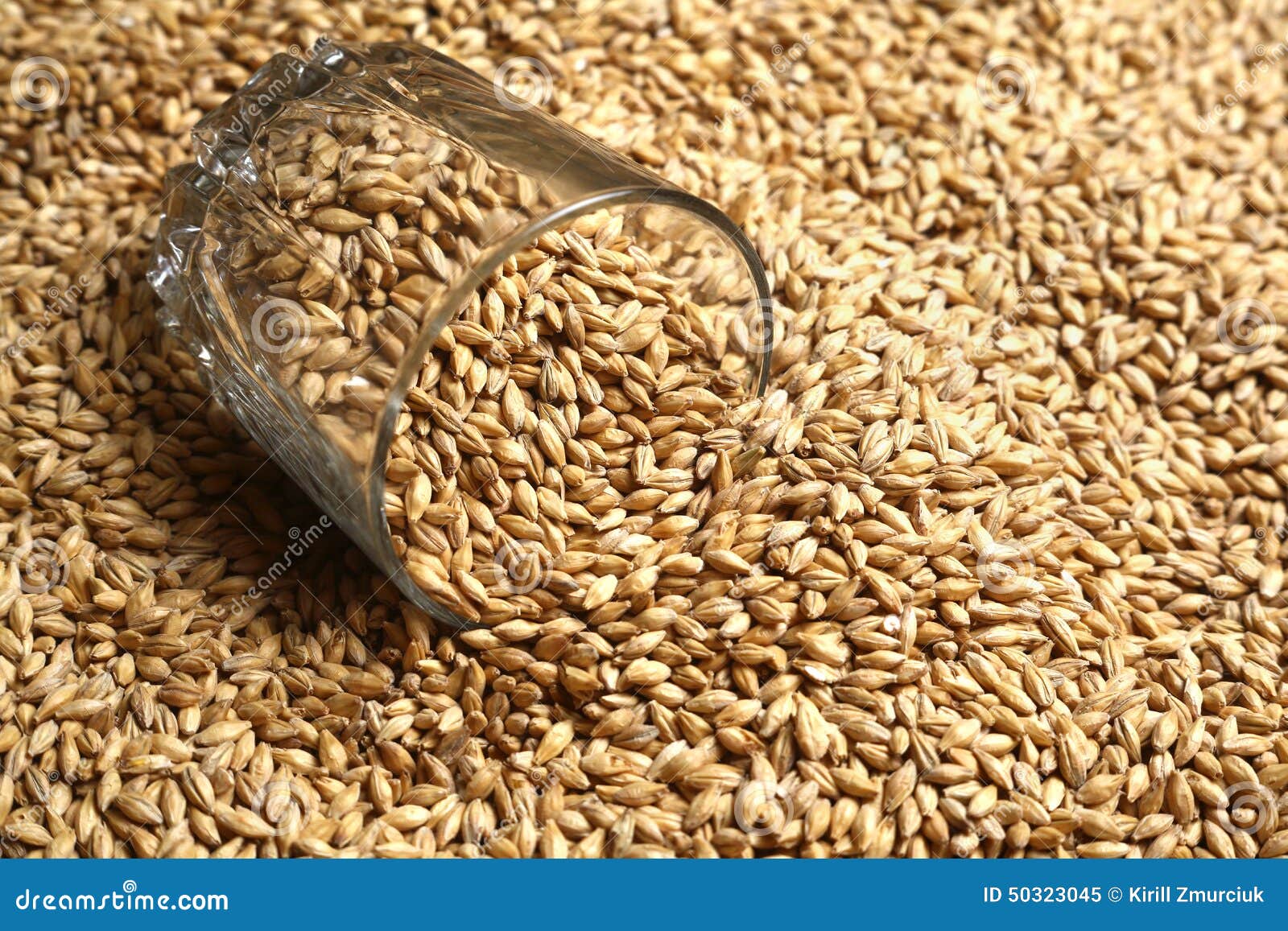 Glass of malt stock image. Image of agriculture, barley - 50323045