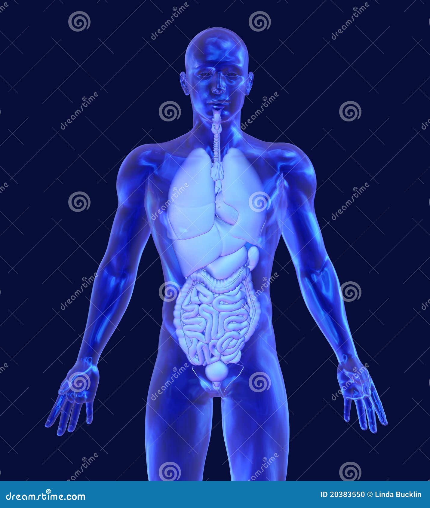 Glass Man with Internal Organs Stock Illustration - Illustration of ...
