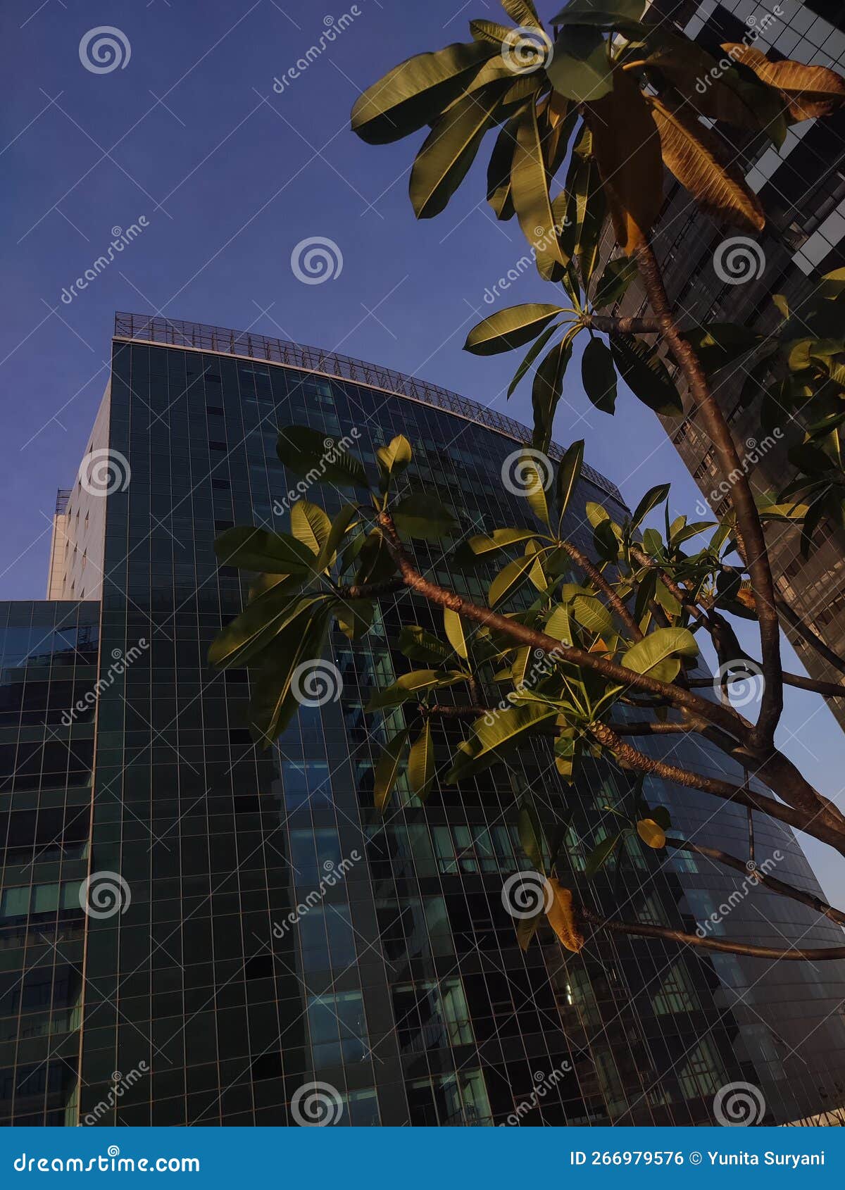 A Glass Metropolitan Building with a Tree Stock Photo - Image of night ...