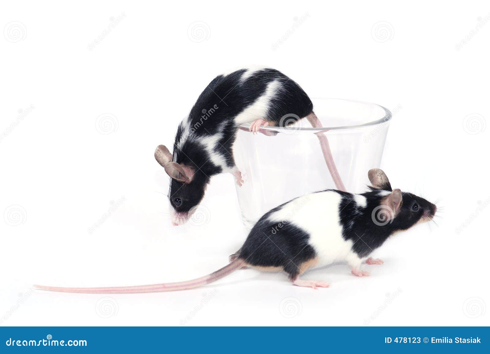 336 Glass Mice Stock Photos - Free & Royalty-Free Stock Photos from ...