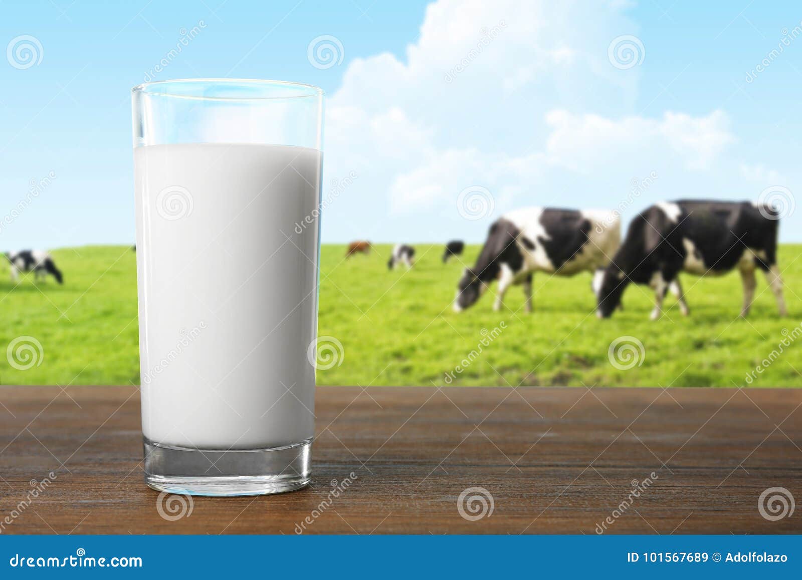 Glass of Milk and Cows on Green Background Field Stock Image - Image of ...