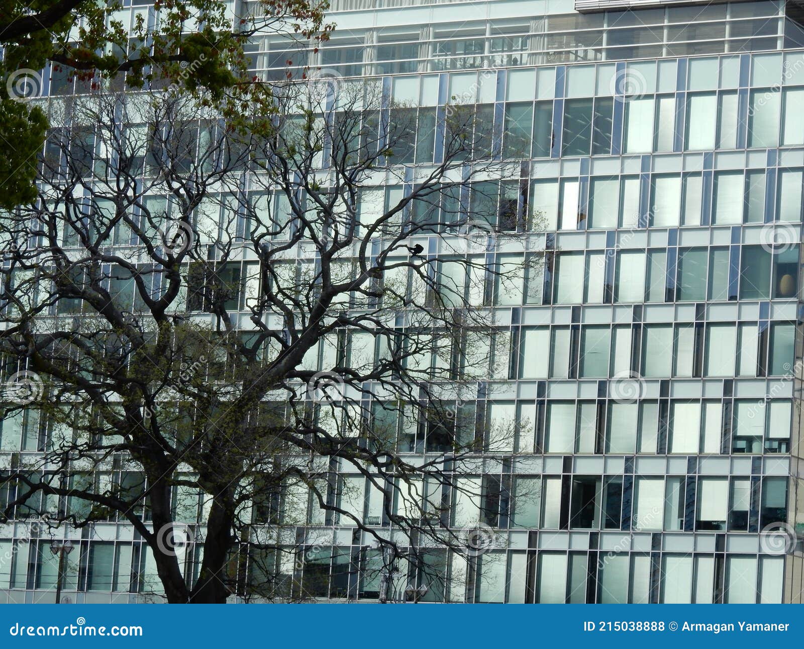 Glass Office Building with a Tree in Foreground Stock Photo - Image of ...