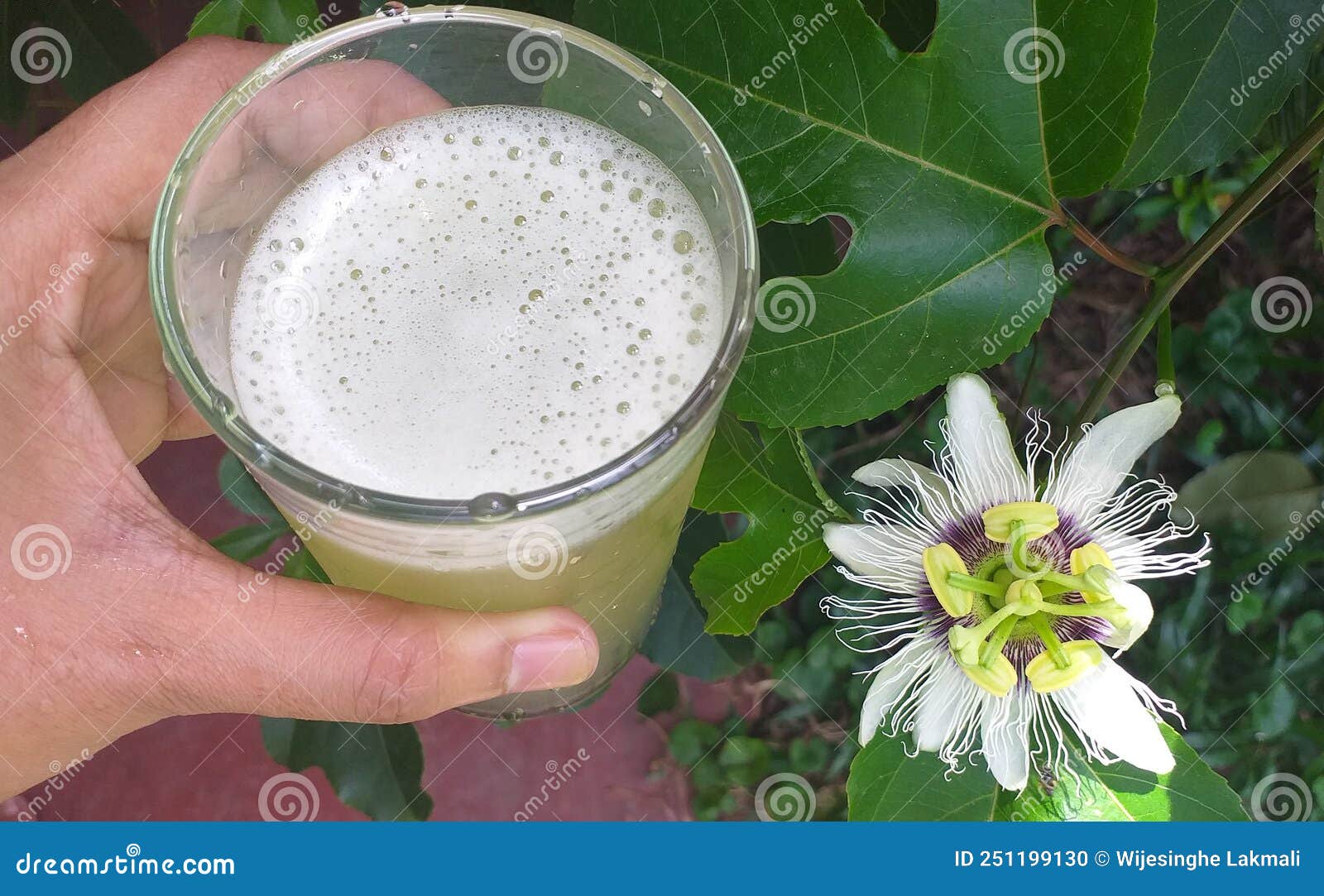 Passin Flower Stock Photos - Free & Royalty-Free Stock Photos from ...