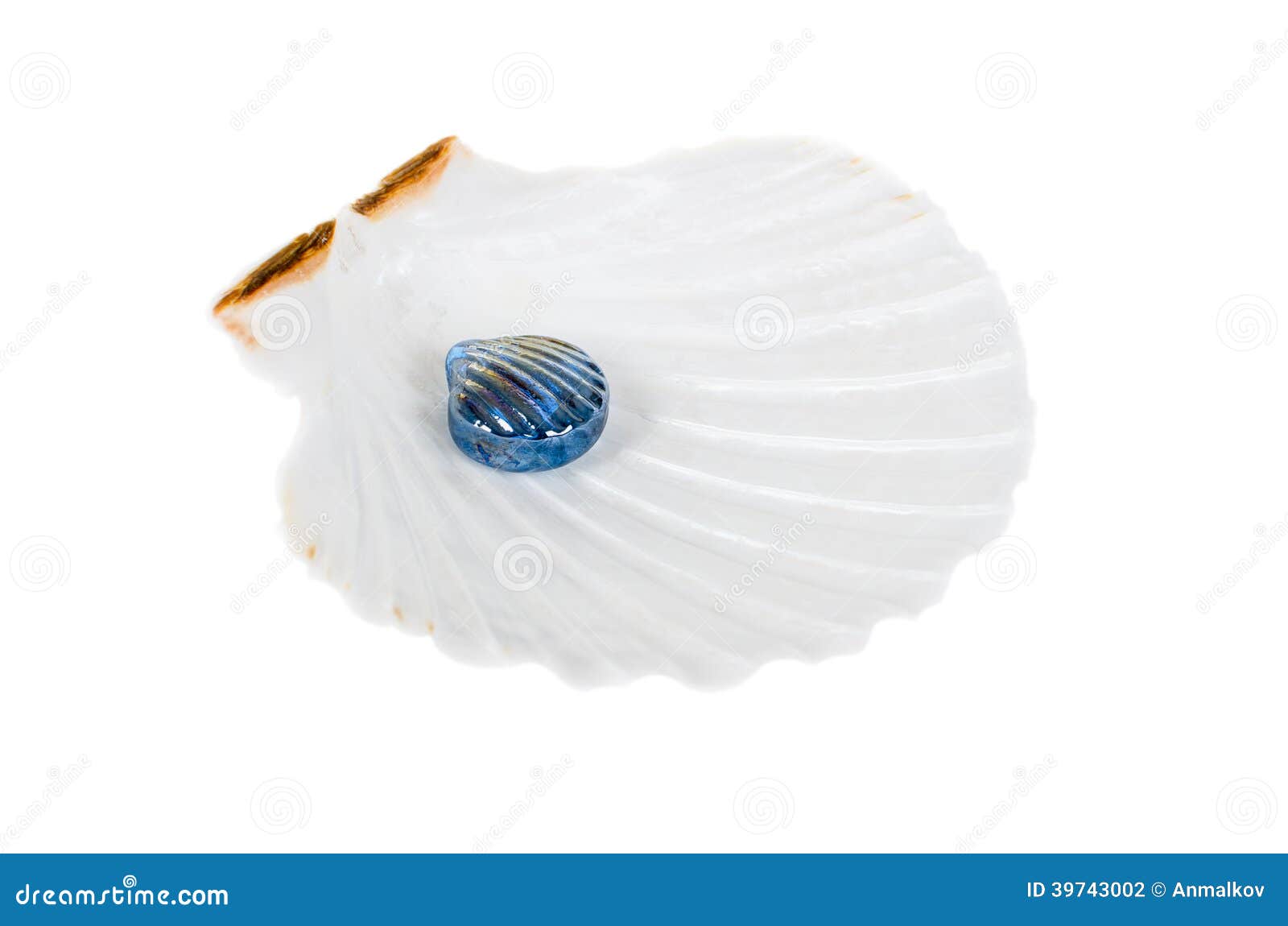 Glass Pearl in Ocean Shell Isolated Stock Photo - Image of detail ...