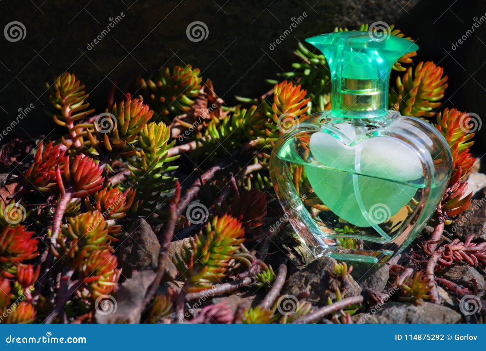 Glass Perfume Bottle Spring Plants Stock Photo - Image of cactus ...