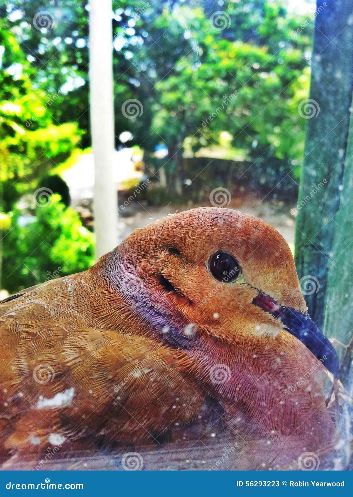 Glass Pigeon stock image. Image of pigeon, glass, pane - 56293223