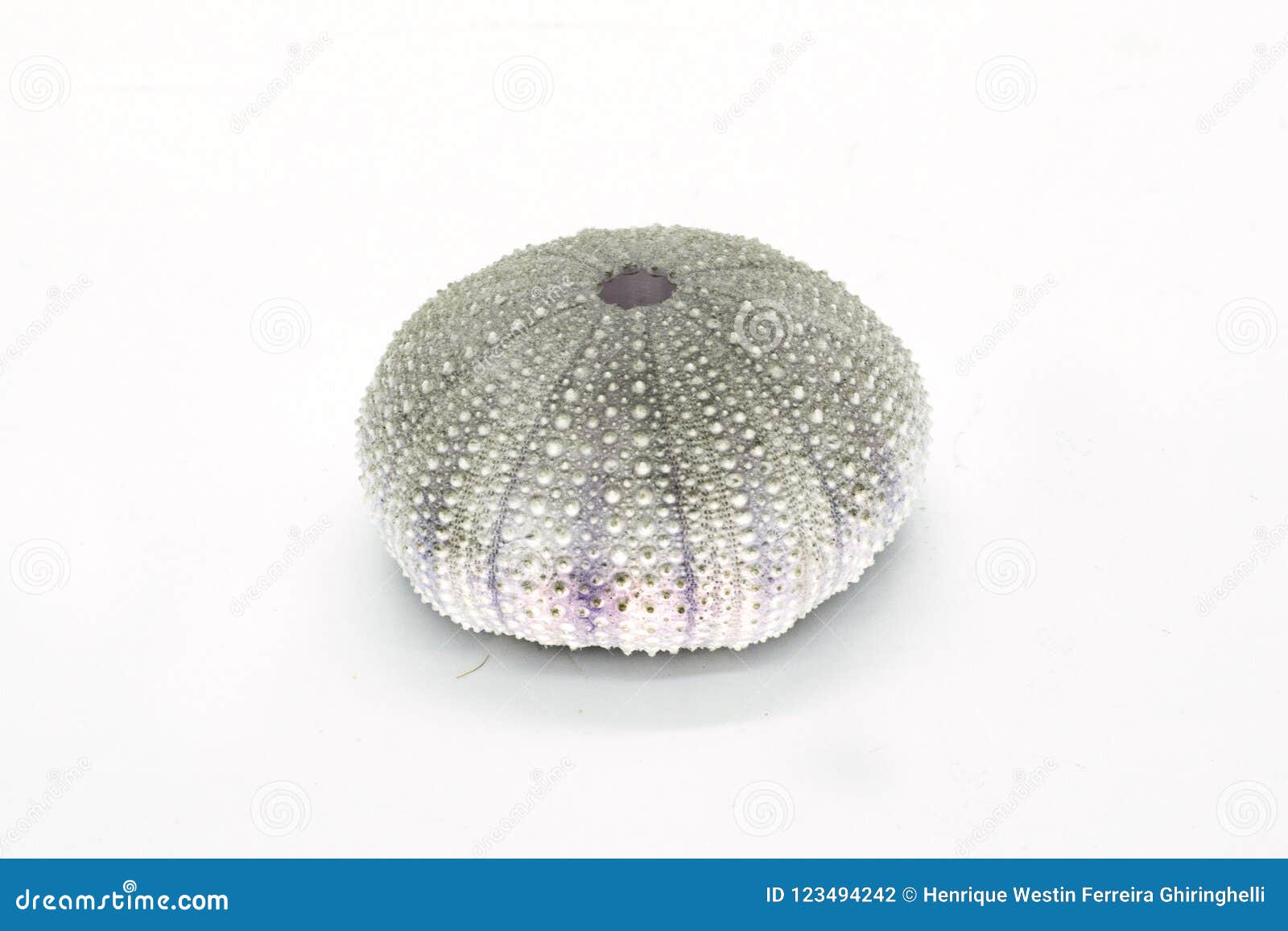 Rounded shell isolated stock photo. Image of nature - 123494242