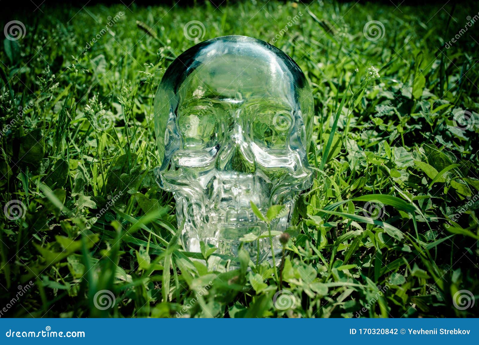 Glass skull in the grass stock photo. Image of brain - 170320842