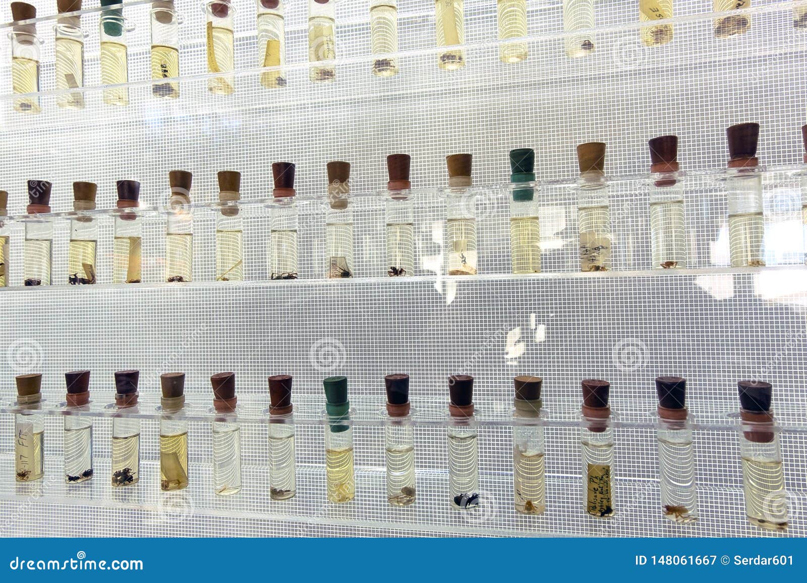 Specimen test tubes stock image. Image of background - 148061667