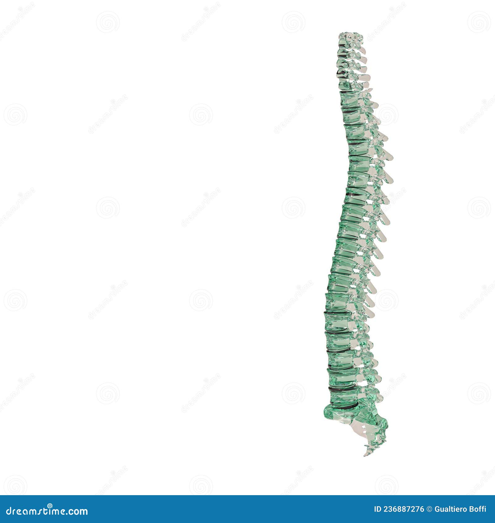 Glass Spine on White Background Stock Illustration - Illustration of ...