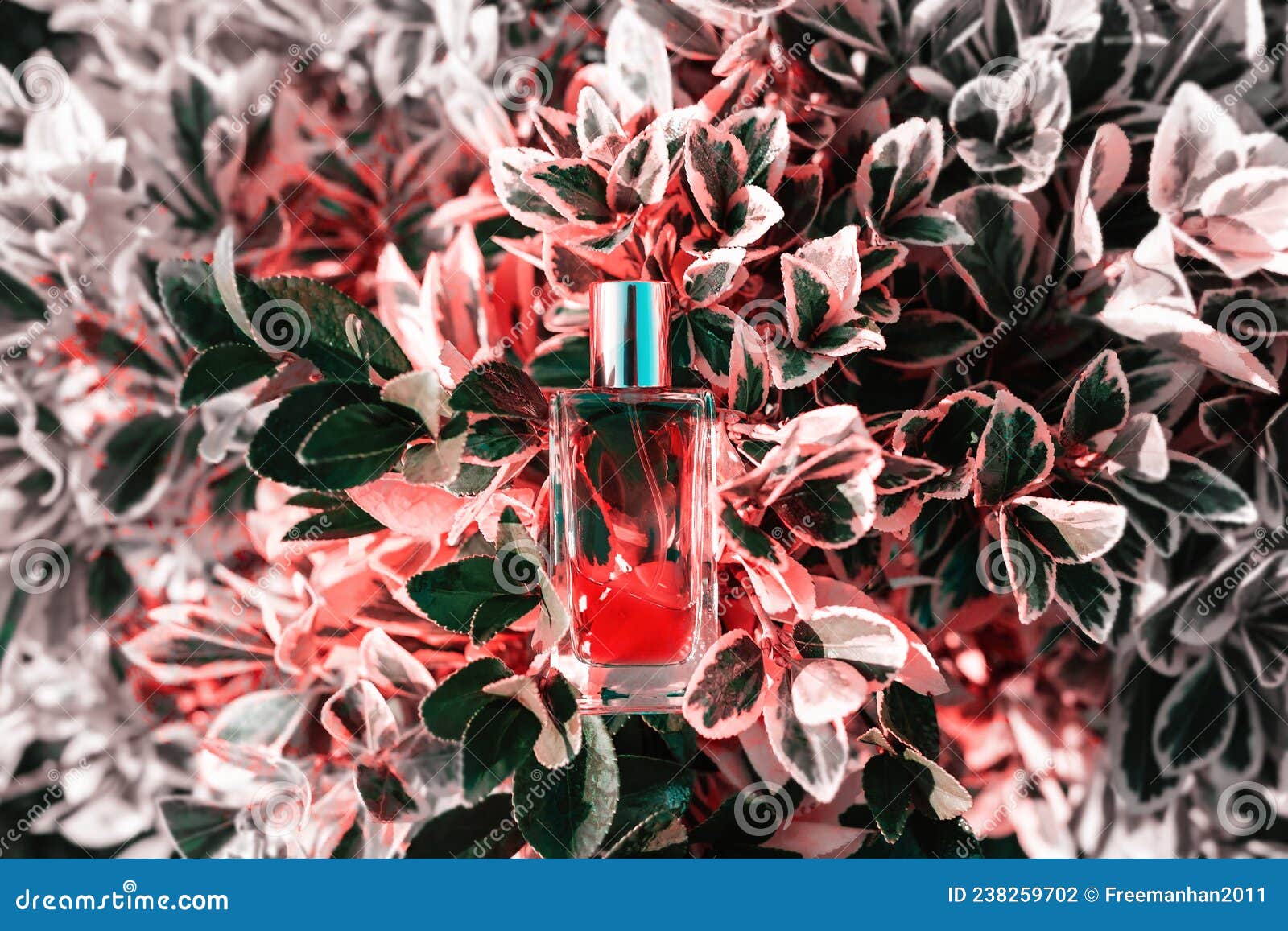 Glass Transparent Rectangular Bottle of Red Perfume Lying in Tropical ...