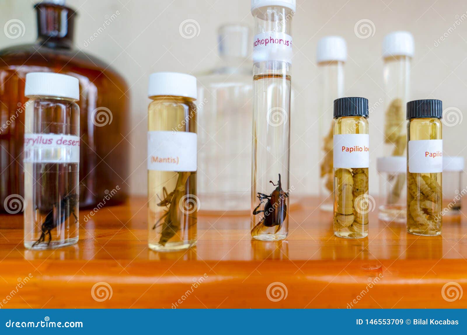 Glass Tubes with Various Insects Stock Image - Image of analysis ...