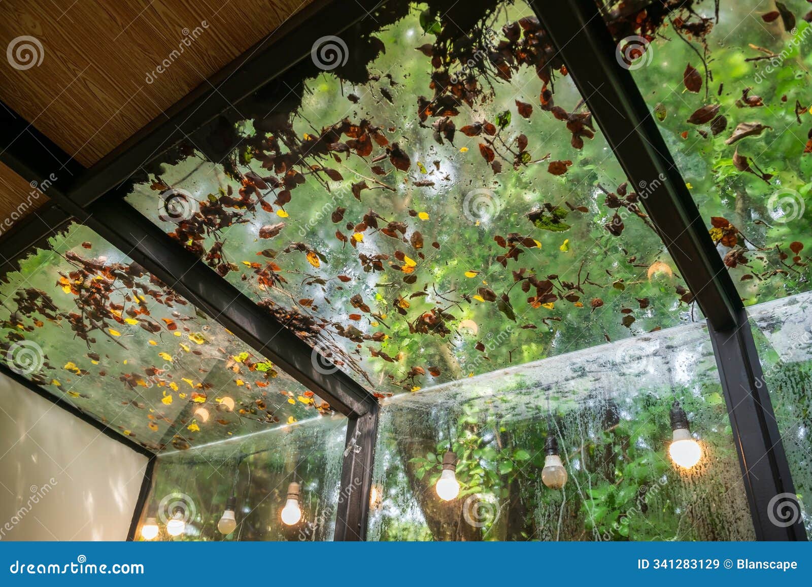 Glass Window and Ceiling with Fall Leaves of Cafe and Restaurant Stock ...