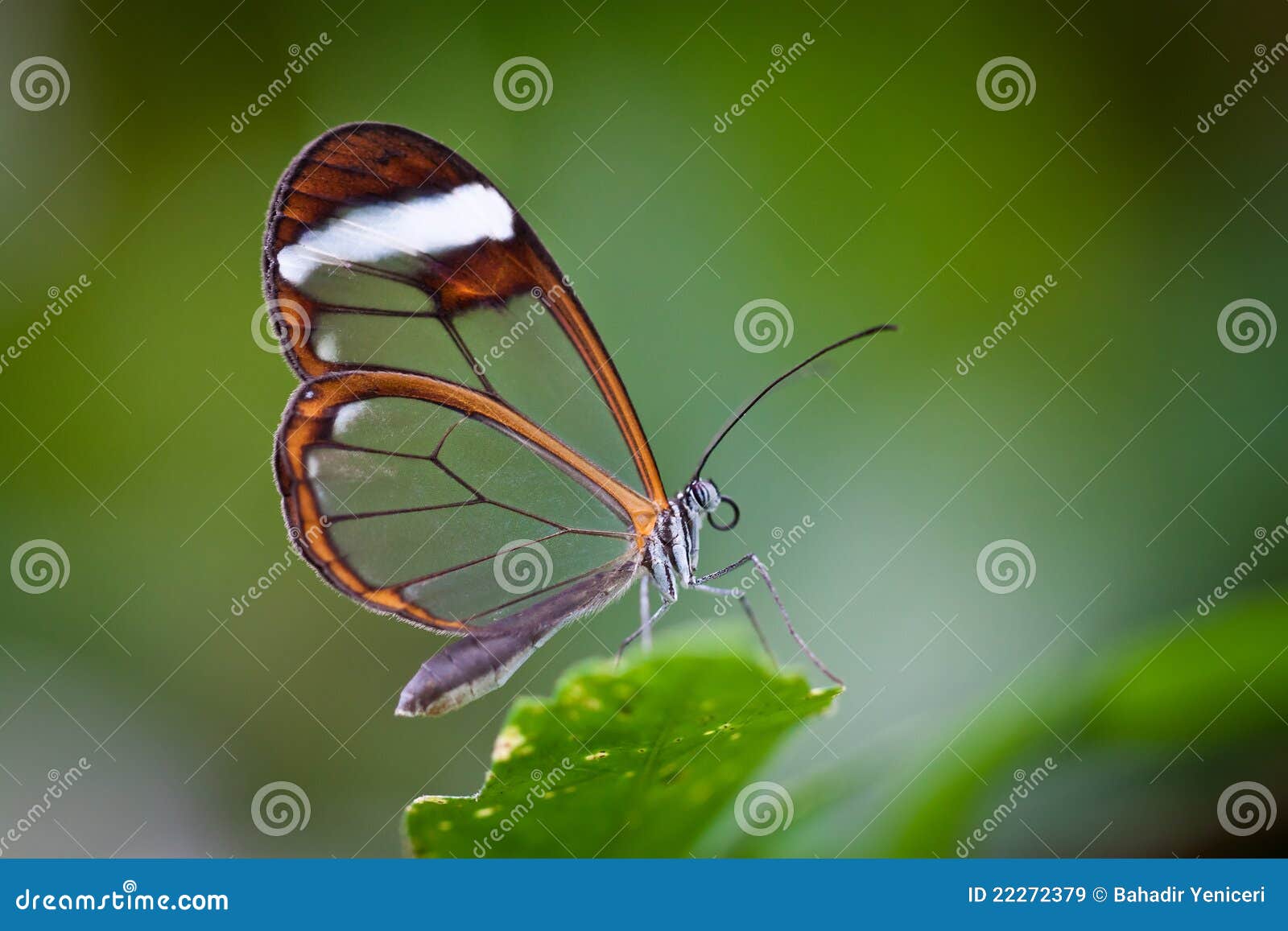 Glass Wing Butterfly stock image. Image of habitat, clearwing - 22272379