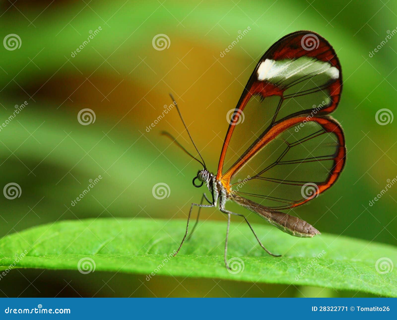 Glass wing butterfly stock image. Image of body, standing - 28322771