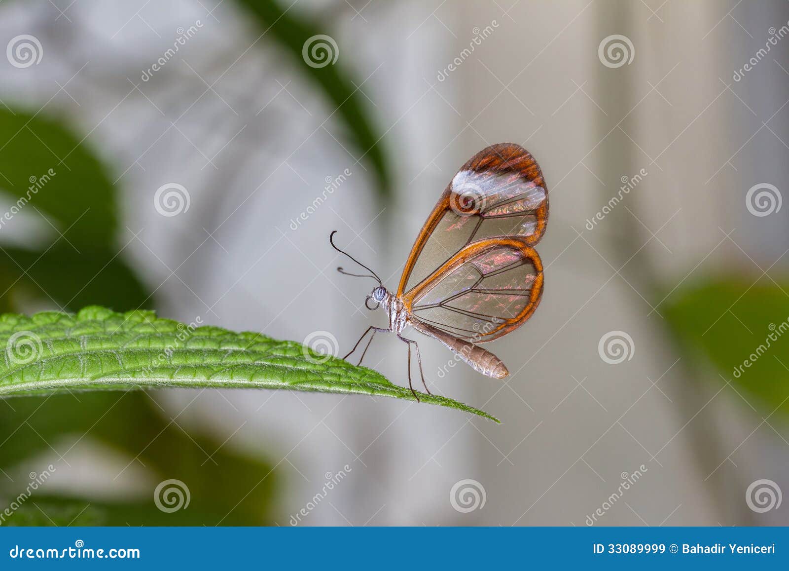Glass Wing Butterfly stock image. Image of fragile, closeup - 33089999