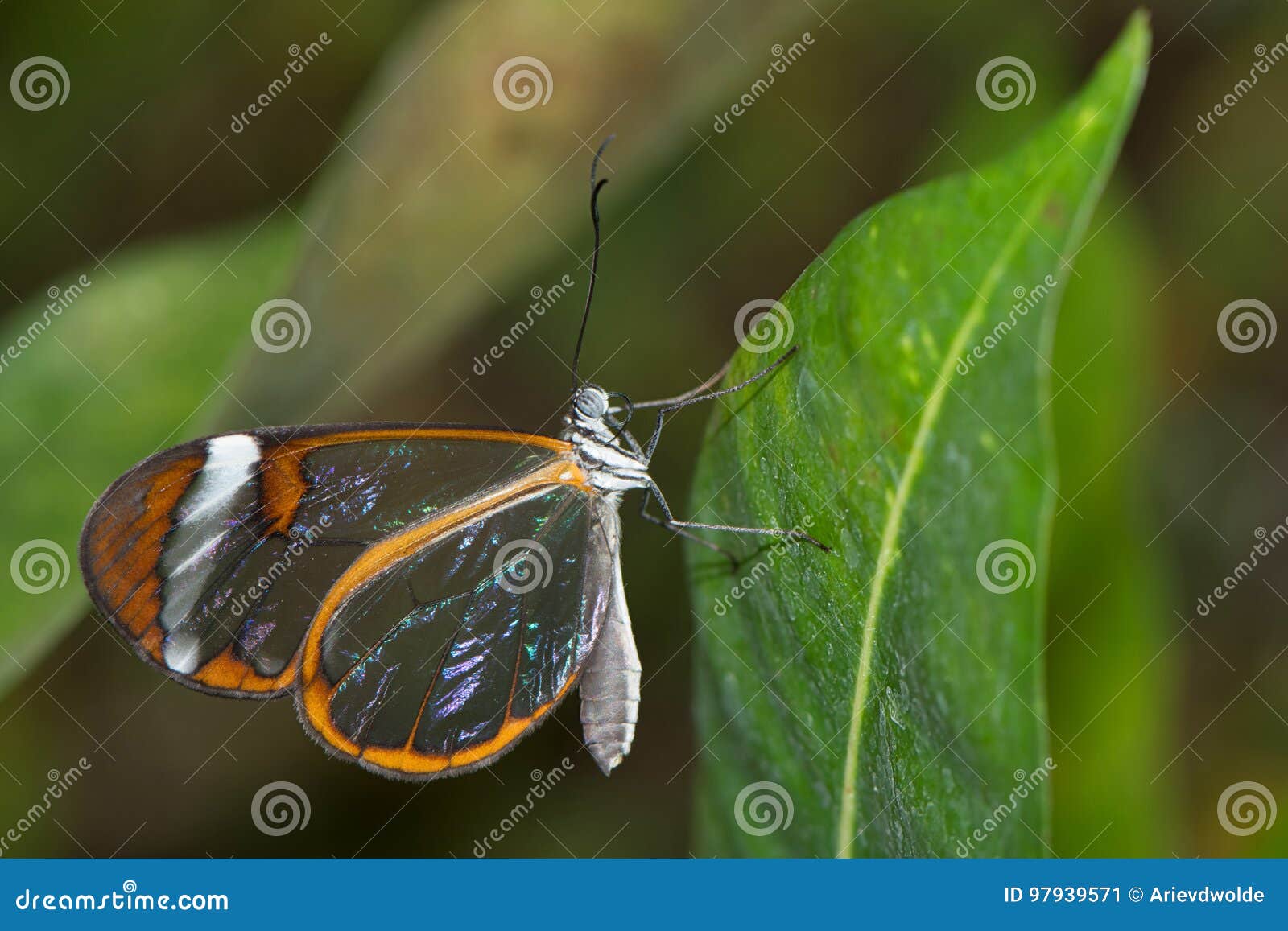 Glass-winged butterfly stock image. Image of fairy, beautiful - 97939571