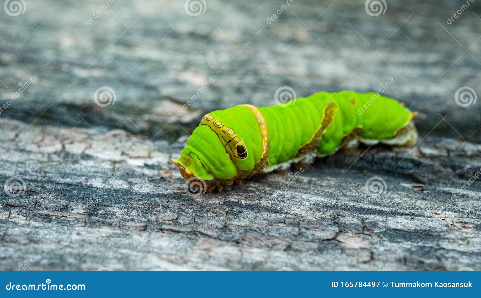 The Glass Worm, the Worst Enemy with the Beloved Tree. Stock Image ...