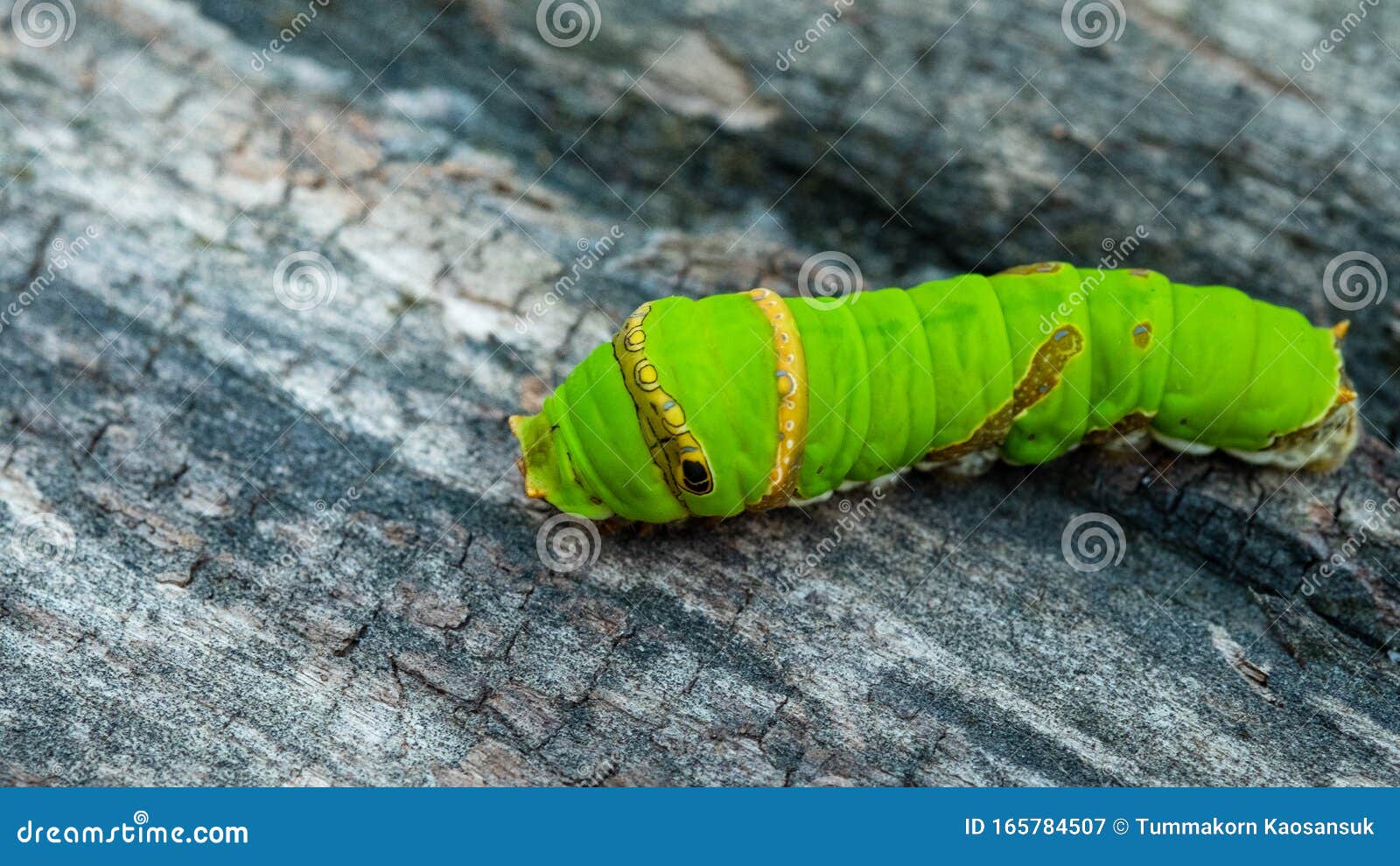 The Glass Worm, the Worst Enemy with the Beloved Tree. Stock Image ...