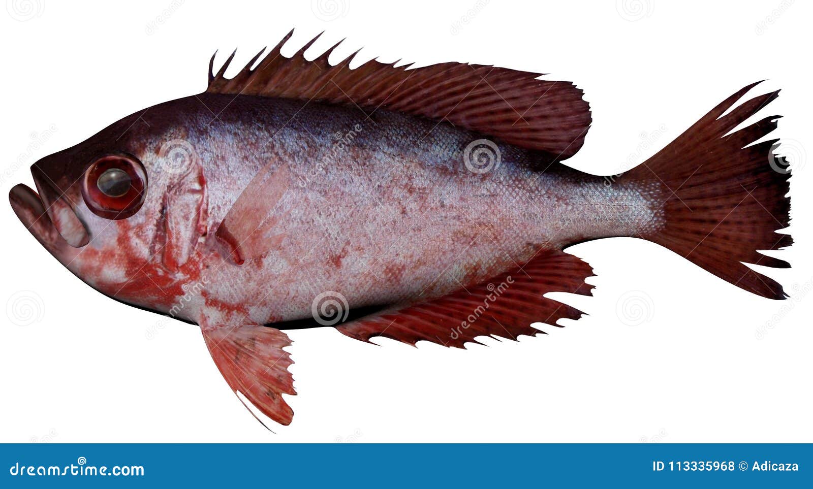 Glasseye Snapper stock illustration. Illustration of meat - 113335968