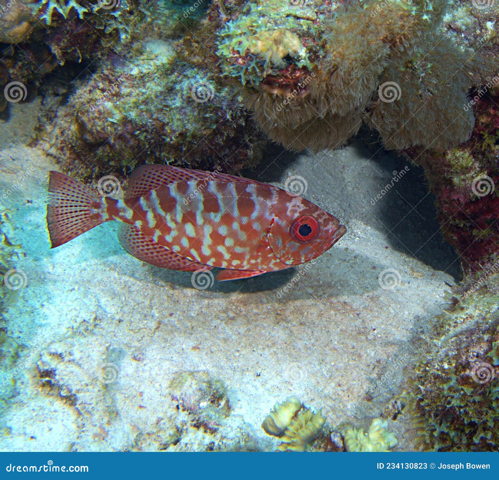 Glasseye Snapper stock image. Image of marine, underwater - 234130823
