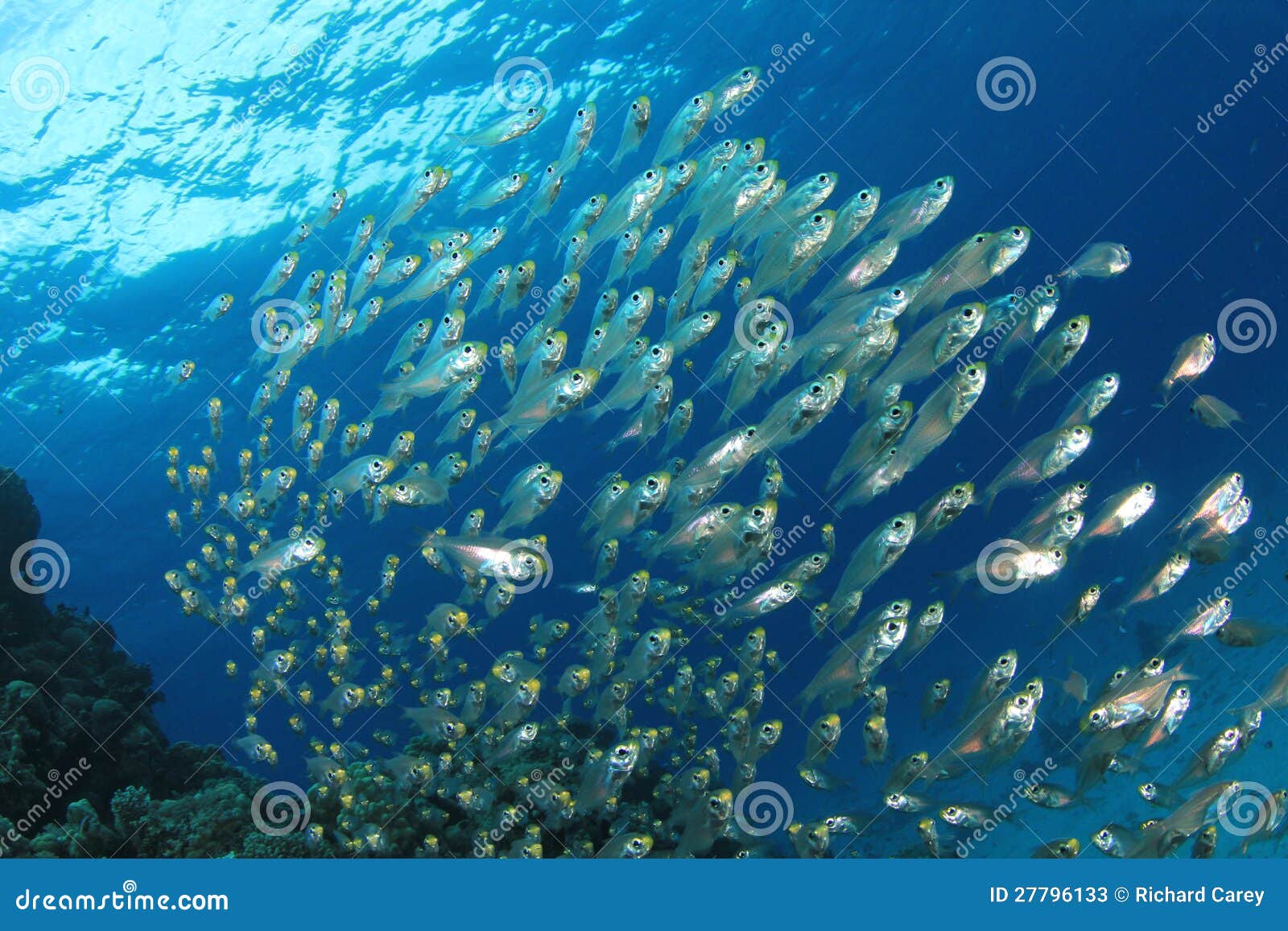 Glassfish stock image. Image of background, school, silverside - 27796133