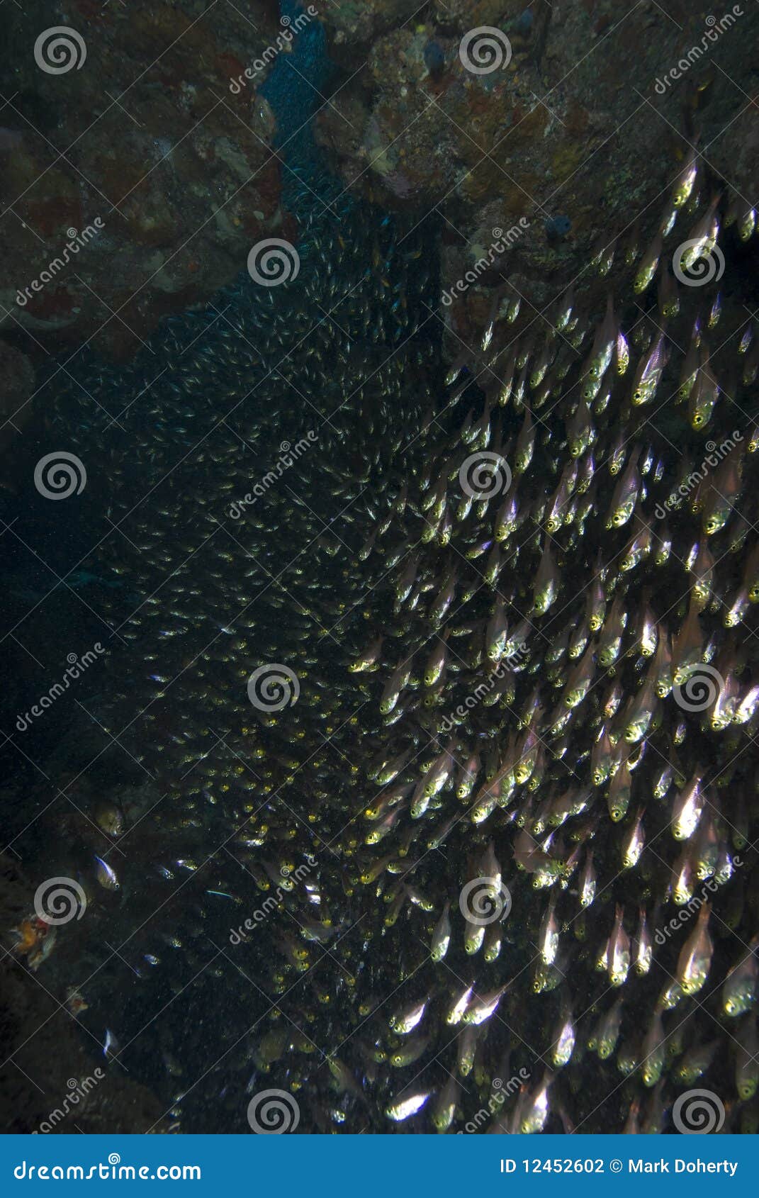 Glassfish cave stock photo. Image of wide, underwater - 12452602