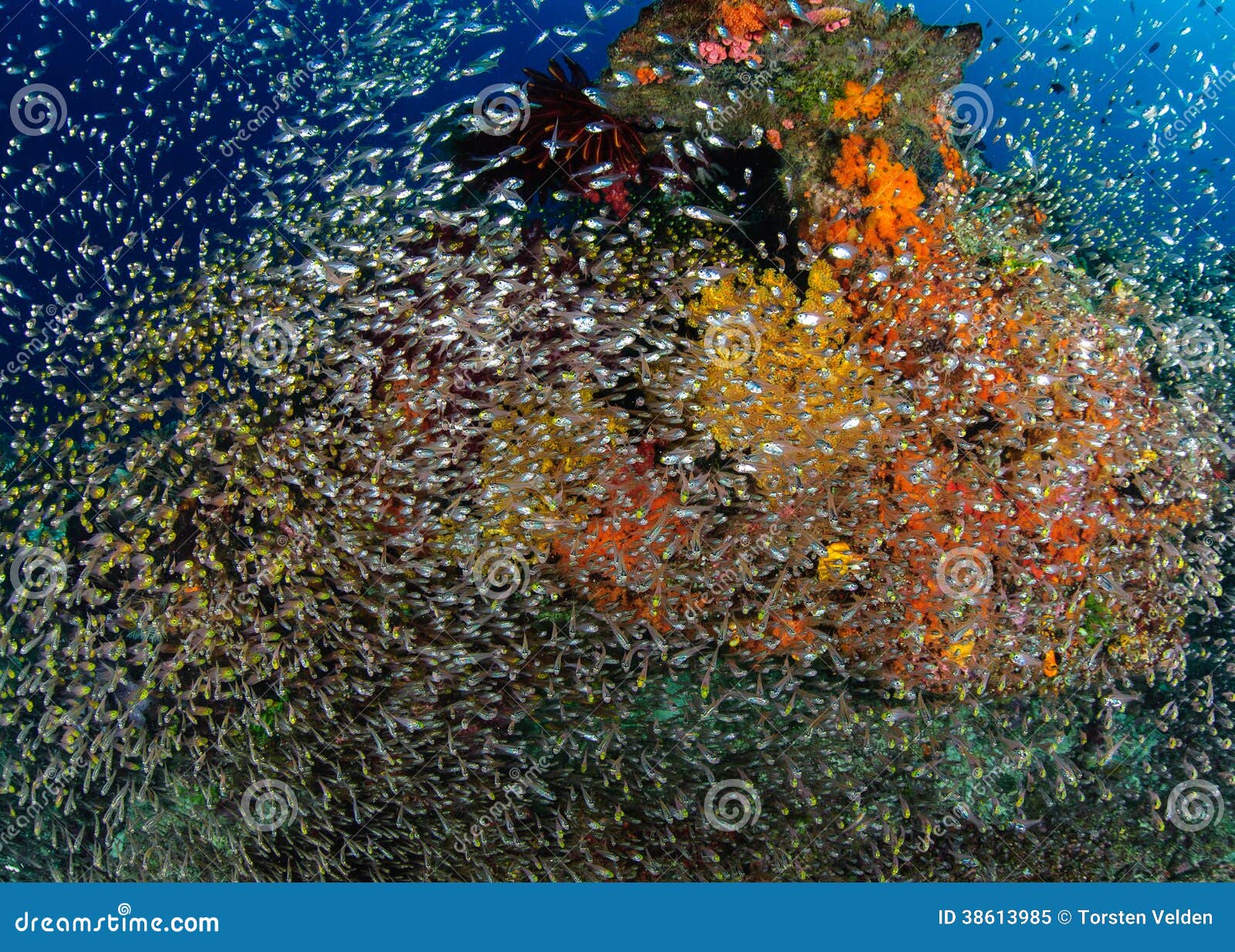 Glassfish at Raya Ampat stock image. Image of indonesia - 38613985