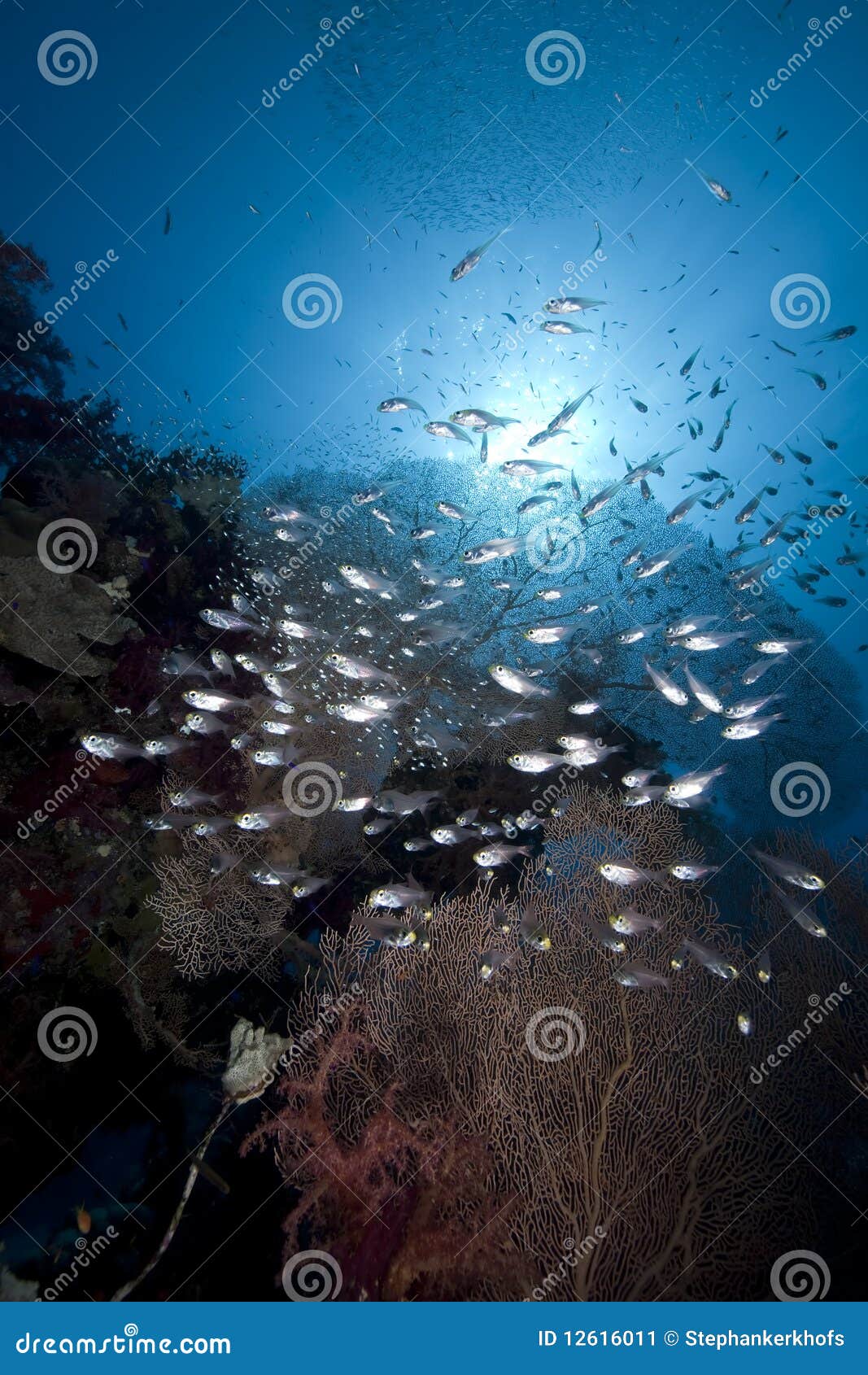 Glassfish, Seafan and Ocean Stock Image - Image of scuba, submerged ...