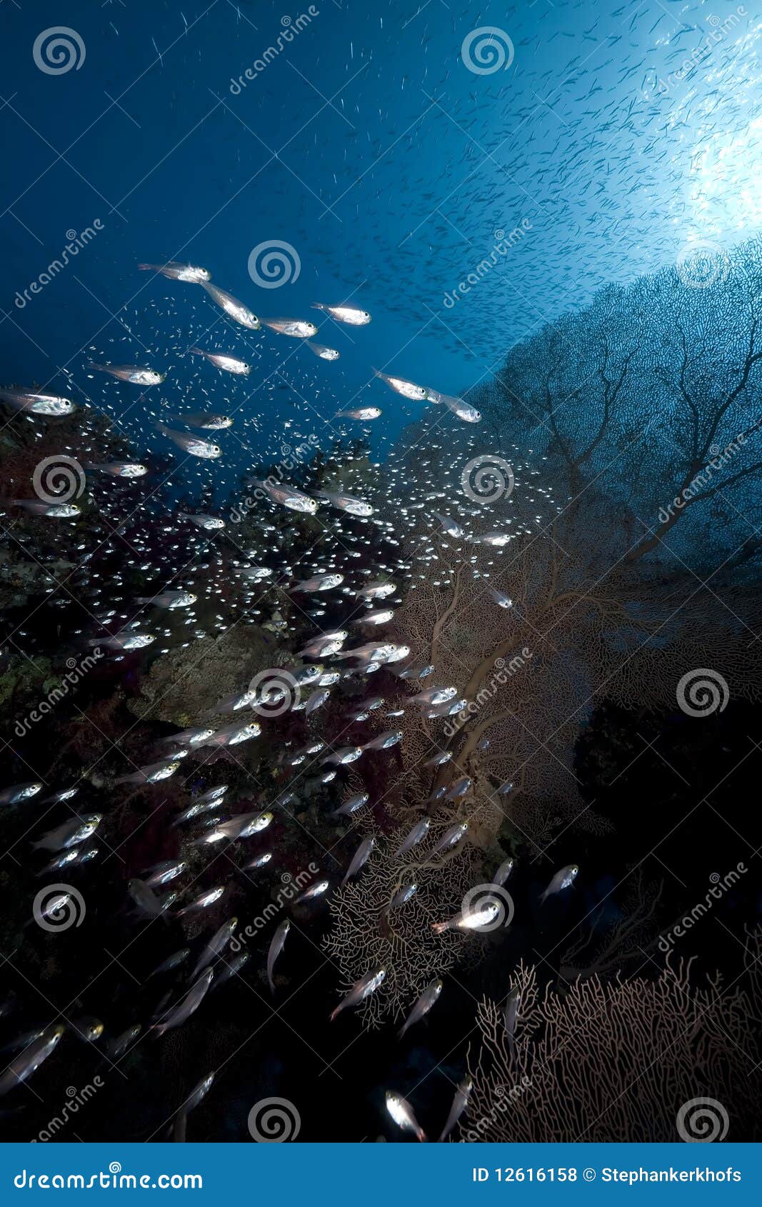 Glassfish, Seafan and Ocean Stock Photo - Image of scuba, rolling: 12616158