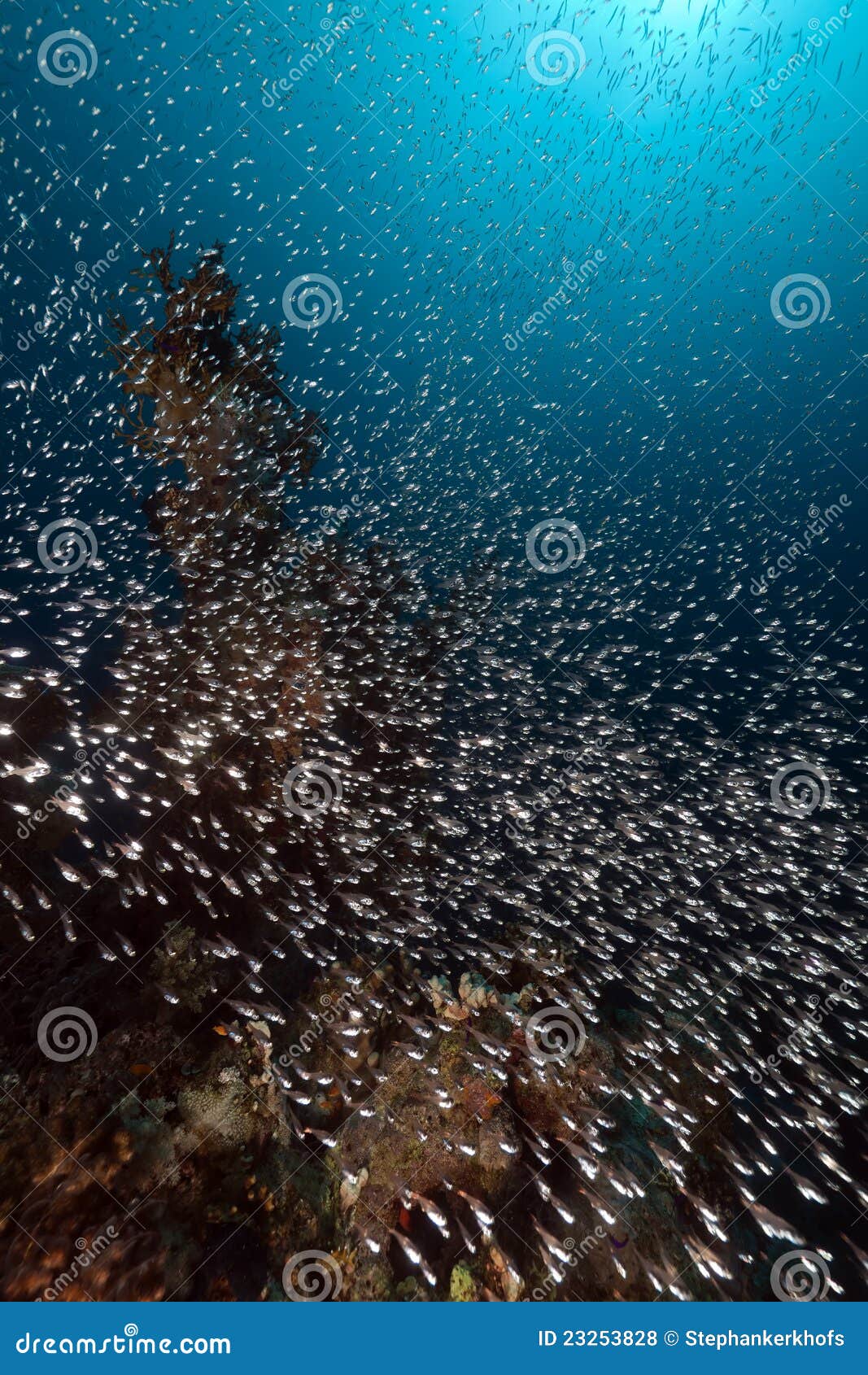 Glassfish and Tropical Reef in the Red Sea. Stock Photo - Image of ...