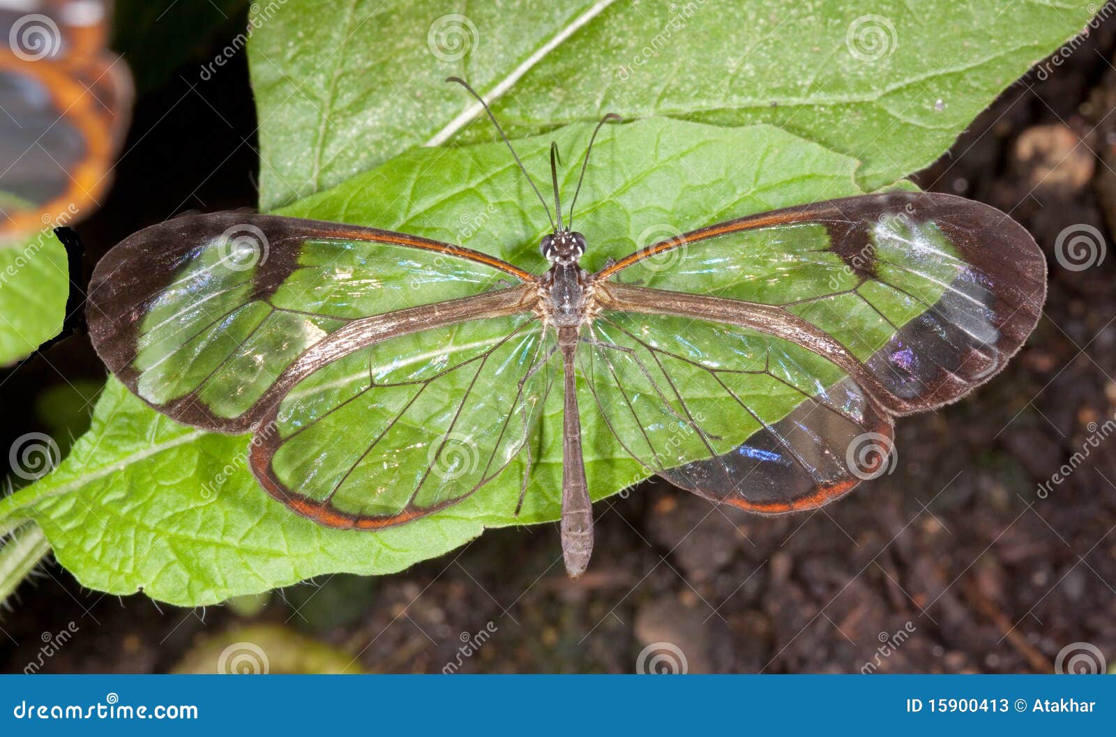 Glasswing butterfly stock image. Image of sitting, colour - 15900413