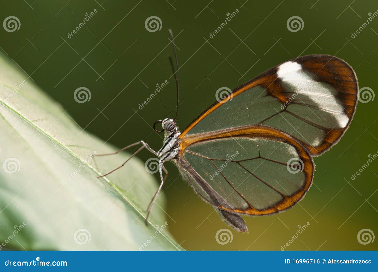 Glasswing butterfly stock photo. Image of clear, transparent - 16996716