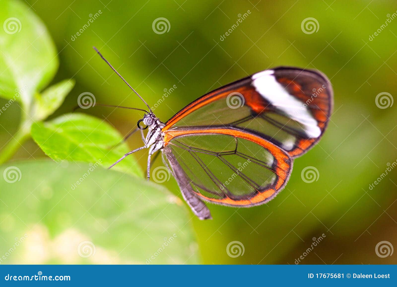 Glasswing butterfly stock image. Image of neotropical - 17675681