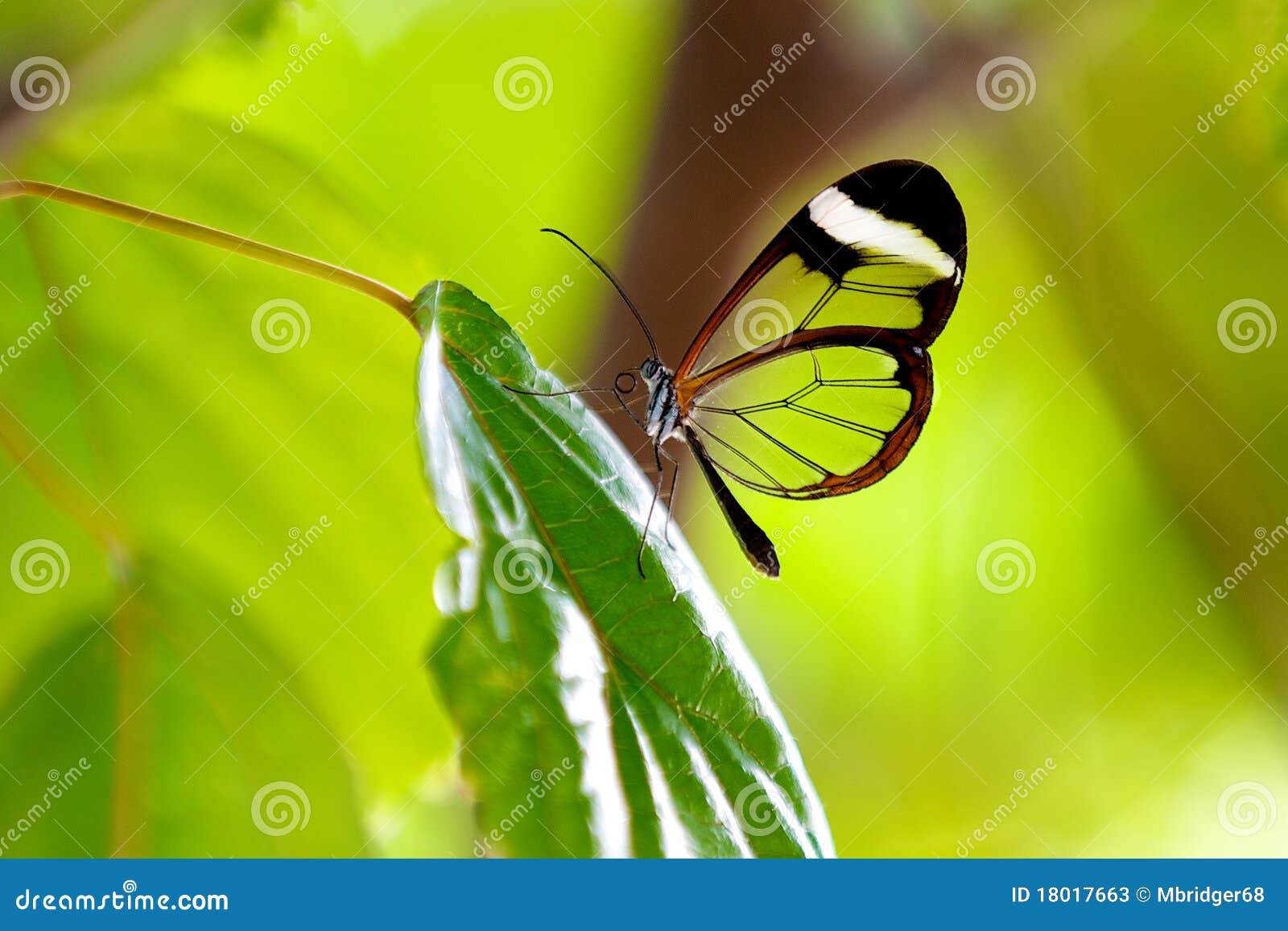 Glasswing butterfly stock image. Image of colorful, clearwing - 18017663