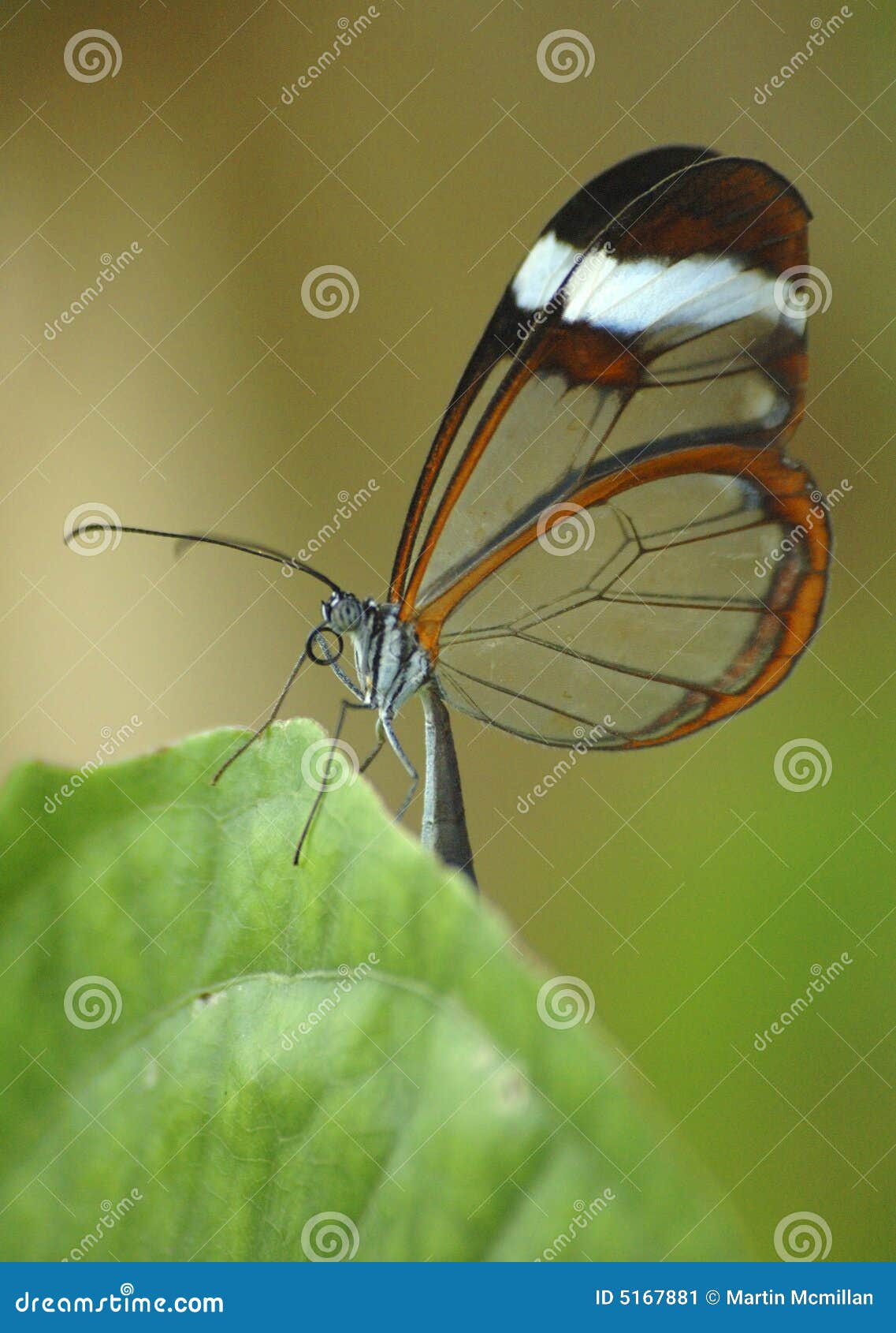 Glasswing Butterfly Royalty-Free Stock Photography | CartoonDealer.com ...
