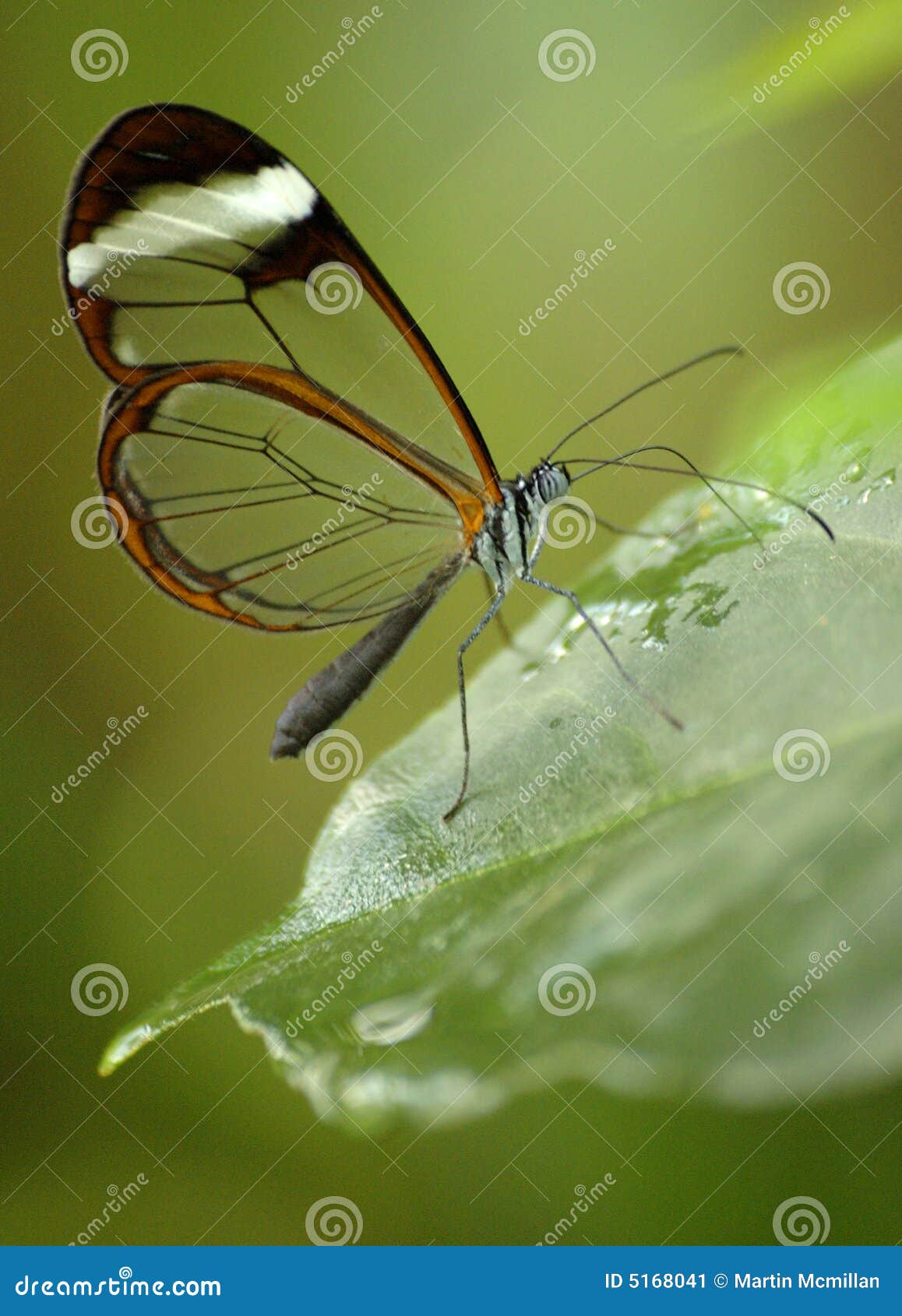 Glasswing butterfly stock image. Image of glass, insect - 5168041