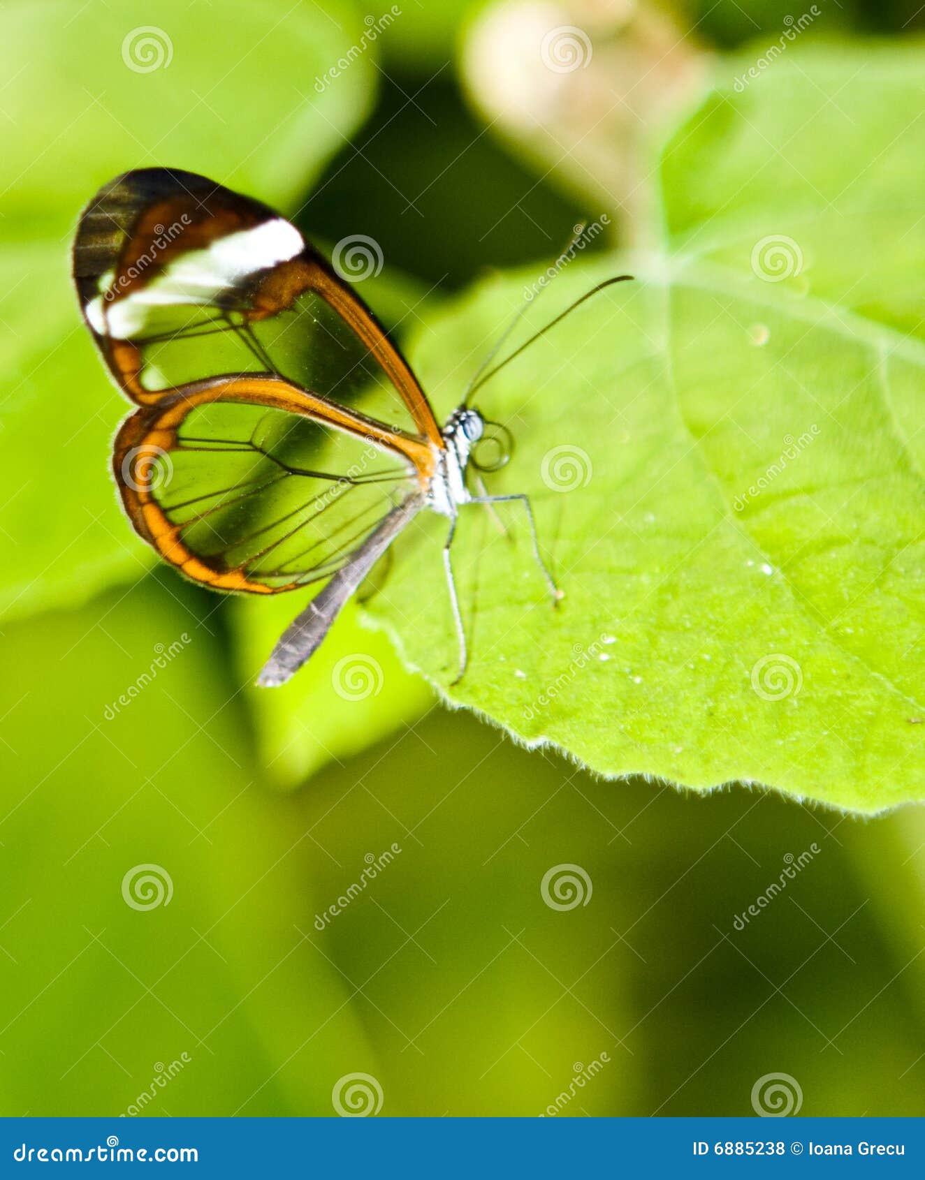 Glasswing butterfly stock photo. Image of small, glass - 6885238