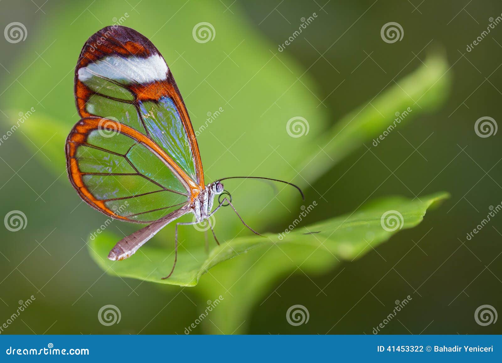 Glasswing Butterfly stock photo. Image of butterfly, garden - 41453322