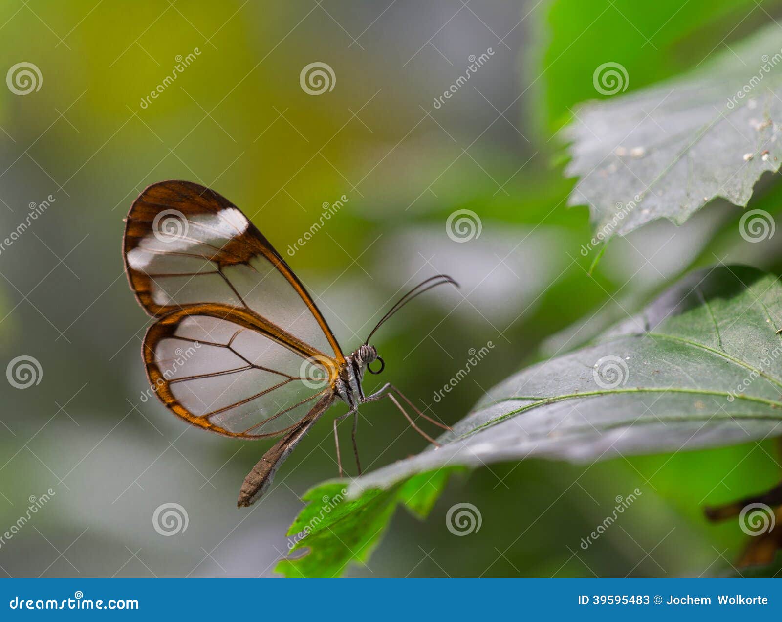 Glasswing butterfly stock image. Image of wildlife, beautiful - 39595483